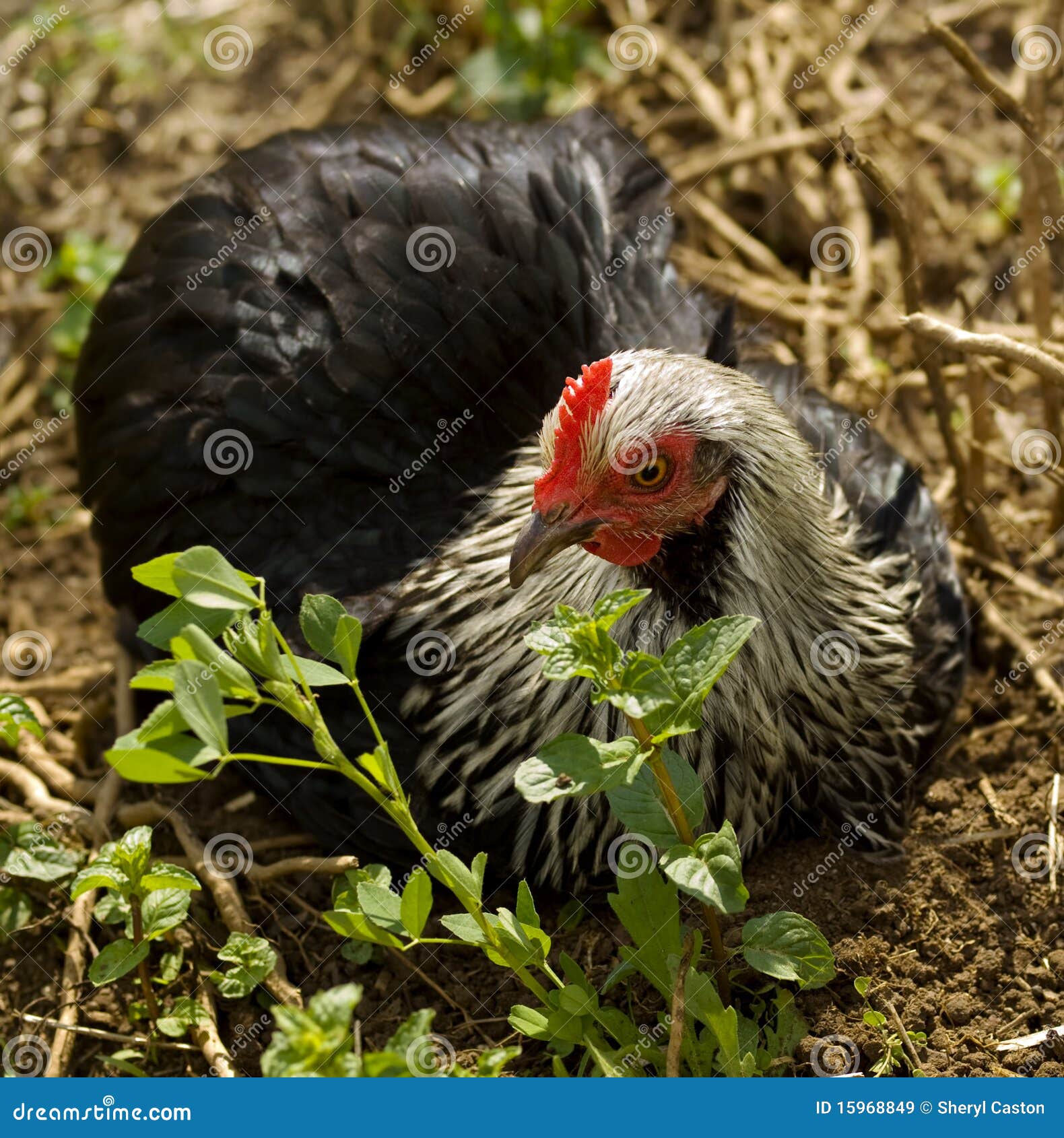 Spring Time Bantam Hen Freerange Loves a Dirt Bath Stock Image - Image ...