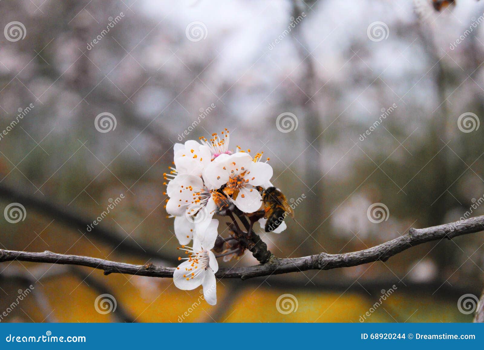 Spring time bees stock photo. Image of lake, used, nature - 68920244