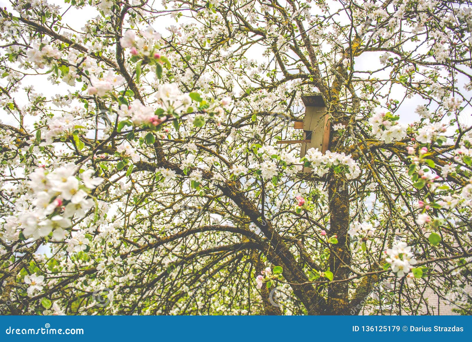 Spring time, blooming tree stock image. Image of closeup - 136125179