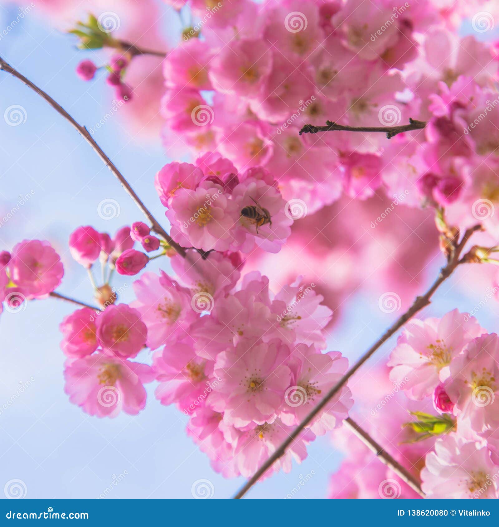 Spring Time. Blooming Sakura Tree Stock Photo - Image of beauty, floral ...