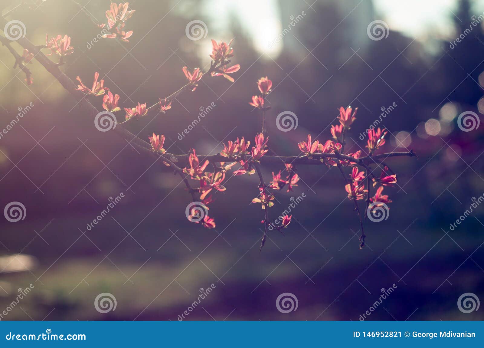 Spring Time. Blossom Plants Stock Image - Image of light, bloom: 146952821