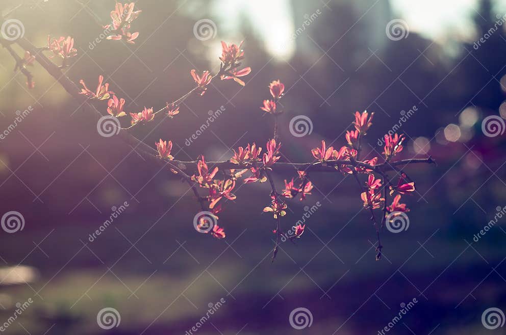 Spring Time. Blossom Plants Stock Image - Image of light, bloom: 146952821