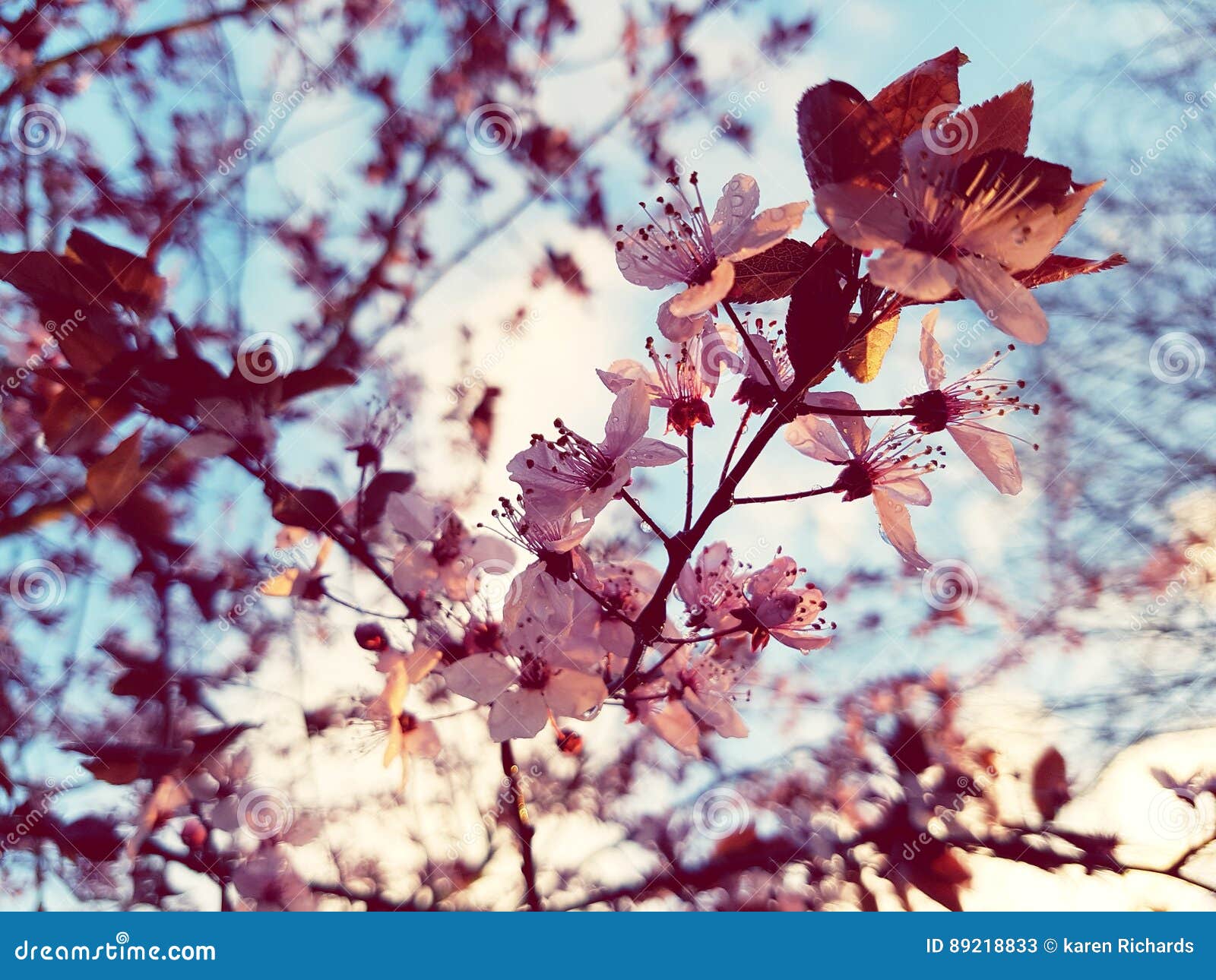 Spring time blossom tree. stock image. Image of spring - 89218833