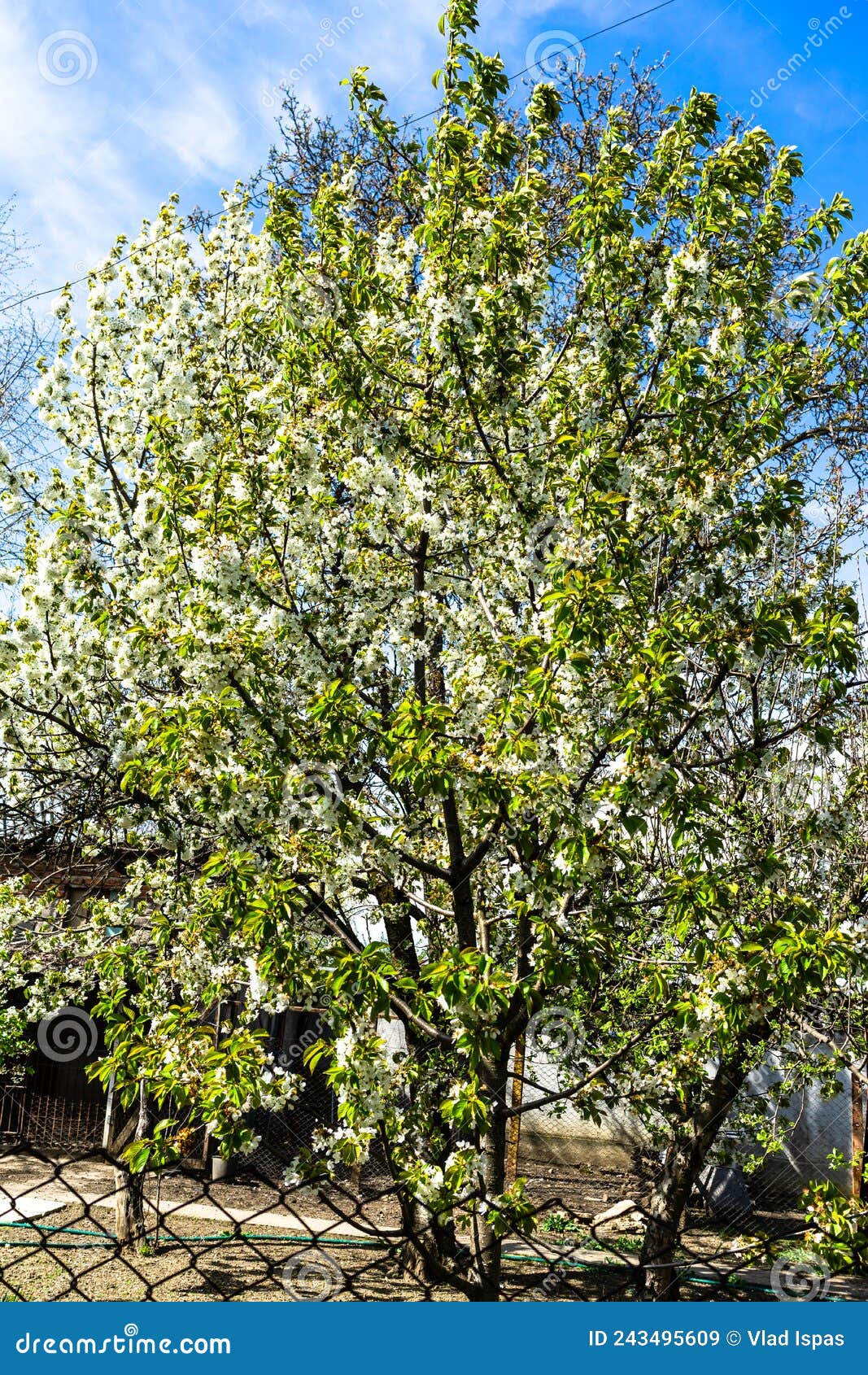 Spring Time, Blossom Trees in the Garden Stock Image - Image of ...
