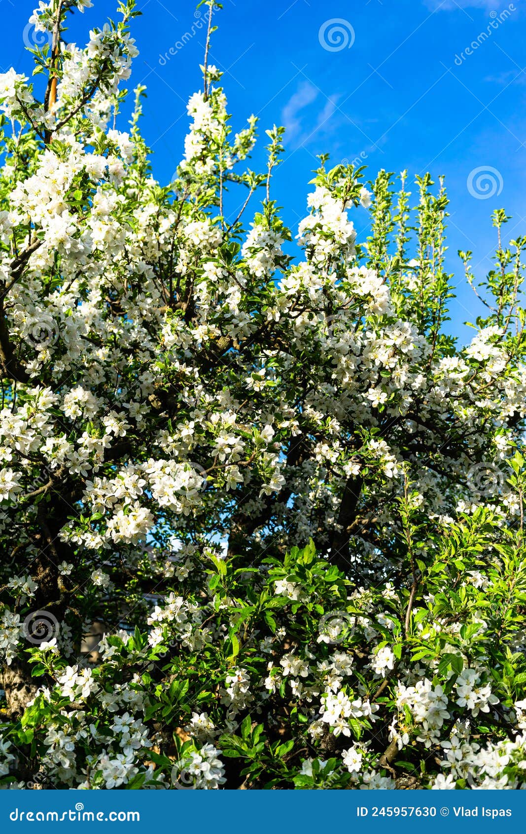 Spring Time, Blossom Trees in the Garden Stock Photo - Image of scenery ...