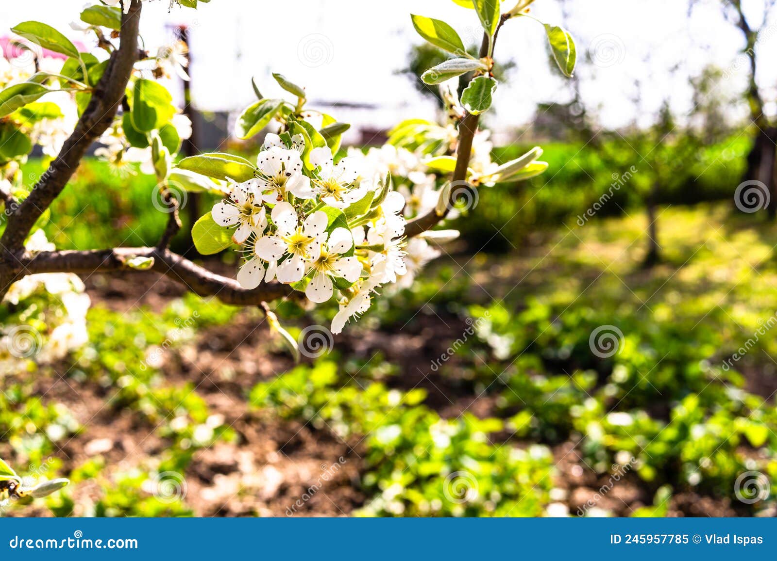 Spring Time, Blossom Trees in the Garden Stock Image - Image of ...