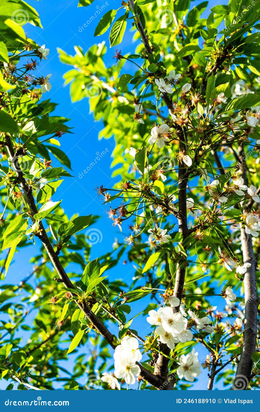 Spring Time, Blossom Trees in the Garden Stock Photo - Image of nature ...
