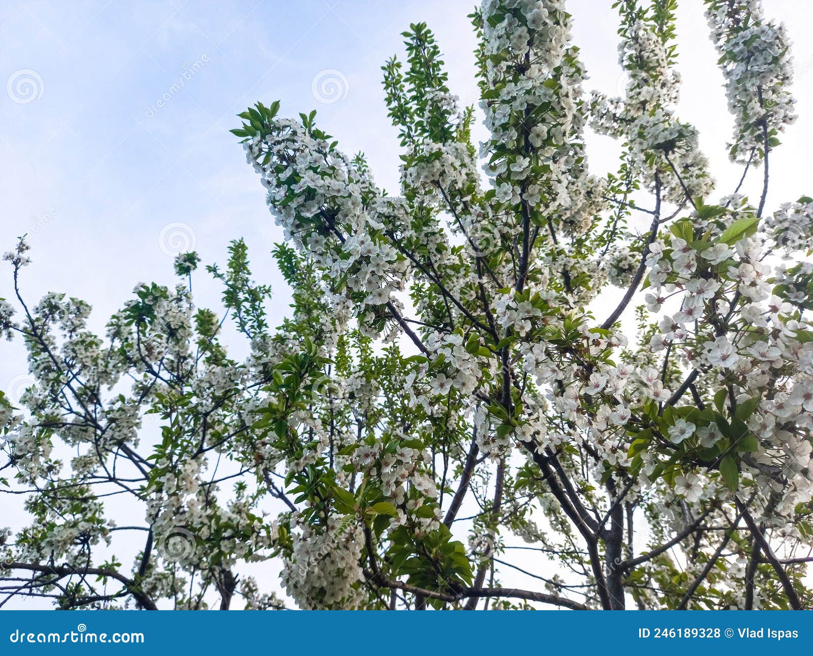 Spring Time, Blossom Trees in the Garden Stock Photo - Image of season ...