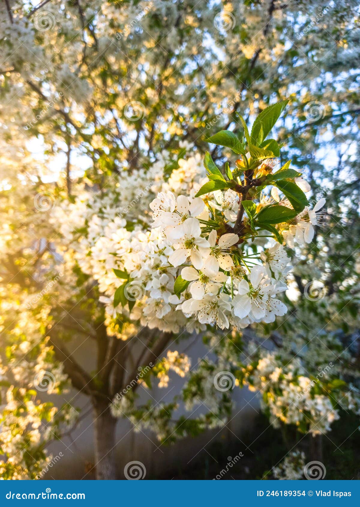 Spring Time, Blossom Trees in the Garden Stock Photo - Image of ...