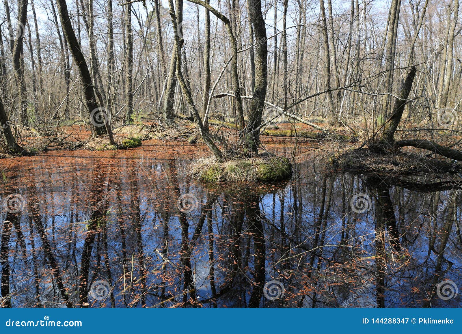 Spring Time on Bog in Forest Stock Image - Image of landscape, scene ...