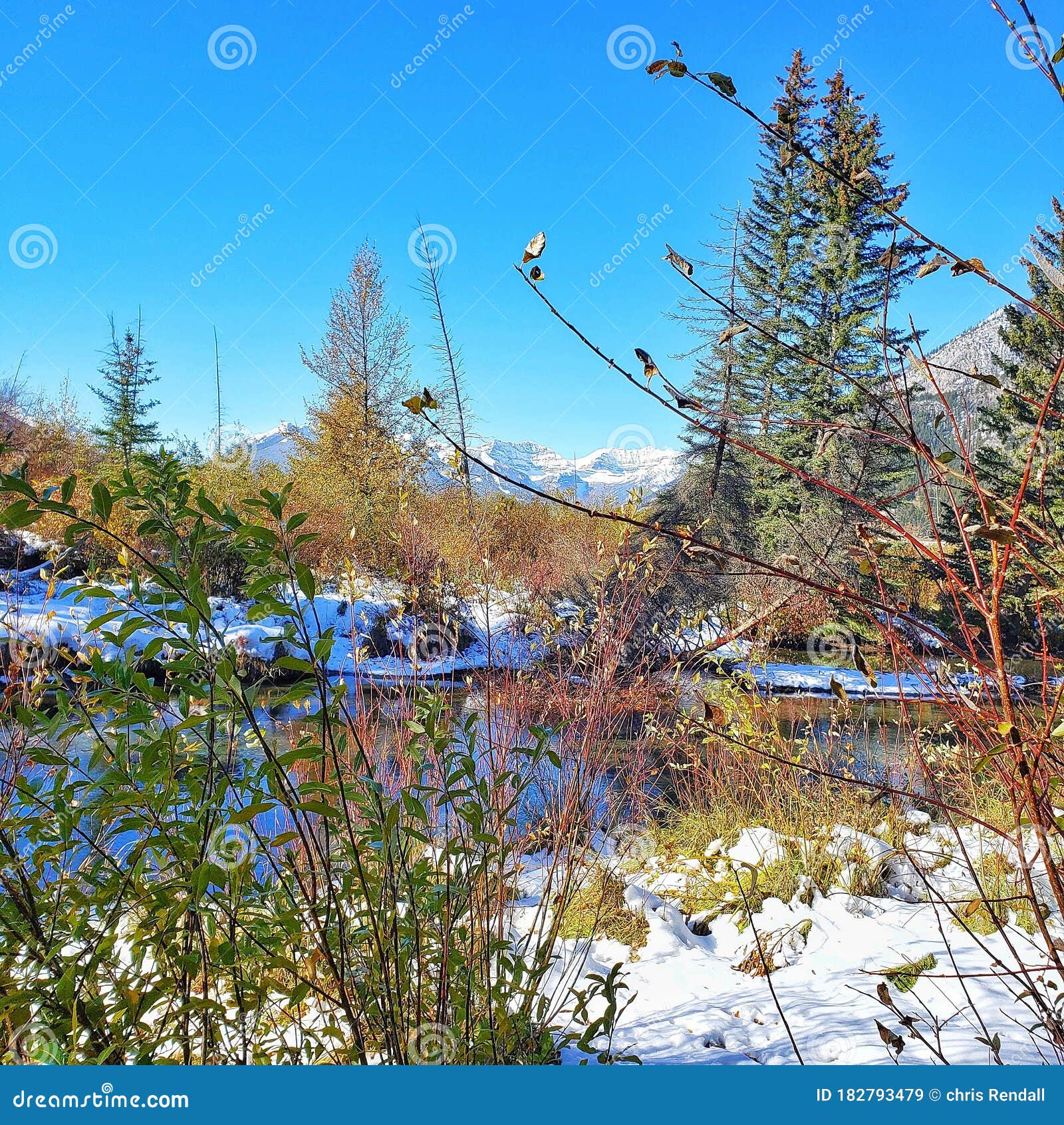 Spring Time by the Bow River. Banff,AB Stock Image - Image of forest ...
