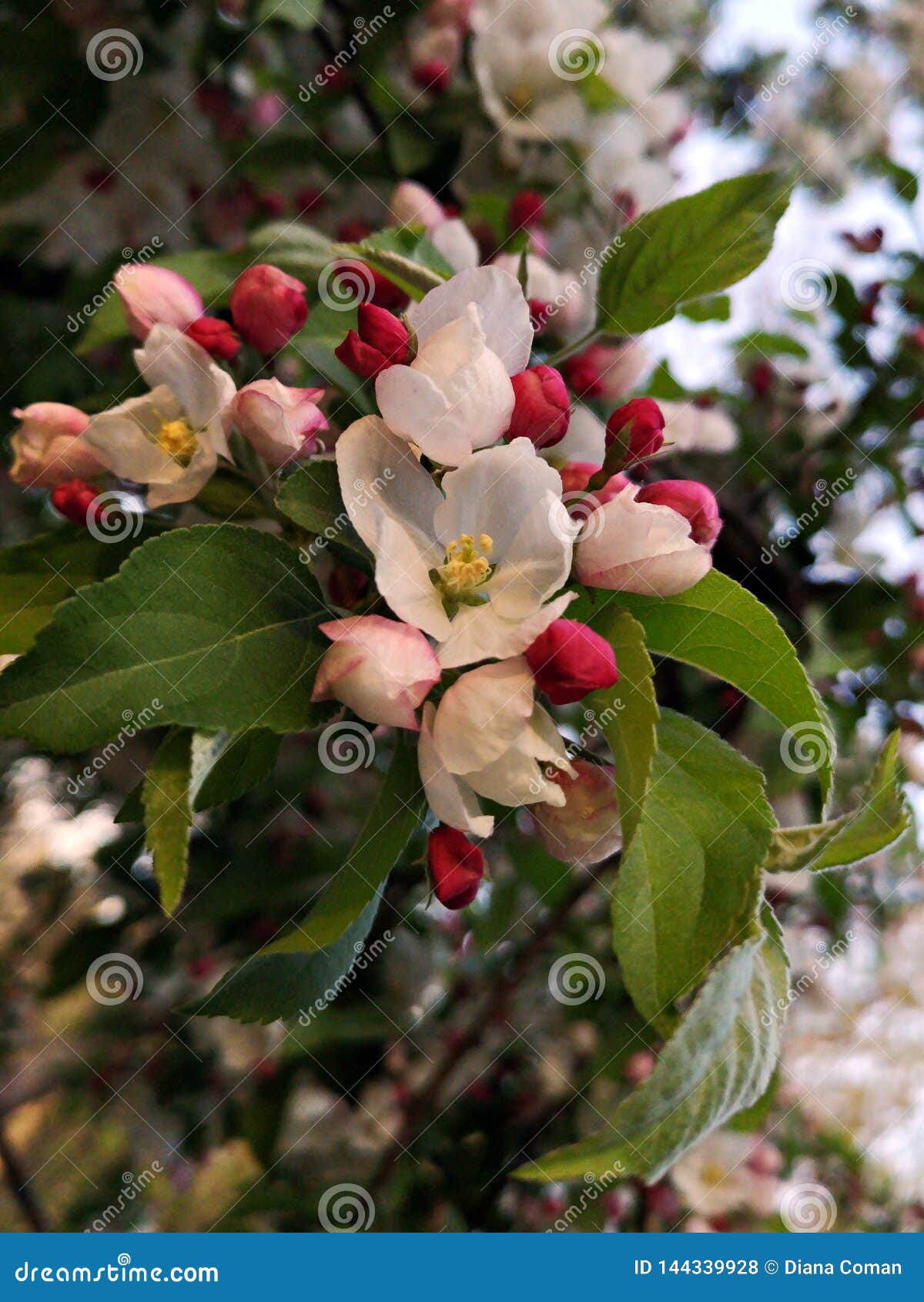 Spring Time - Branches with Flowers and Buds Stock Photo - Image of ...
