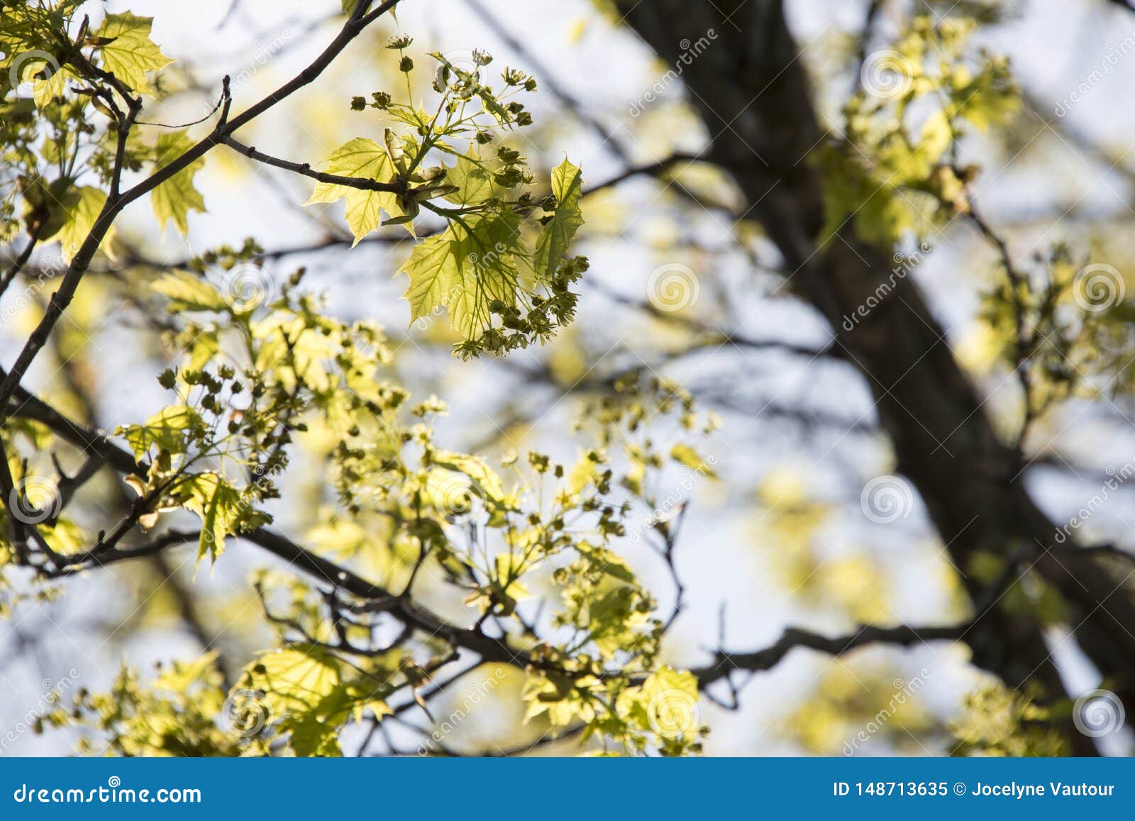Budding Branches in the Spring Stock Image - Image of plant, blooms ...