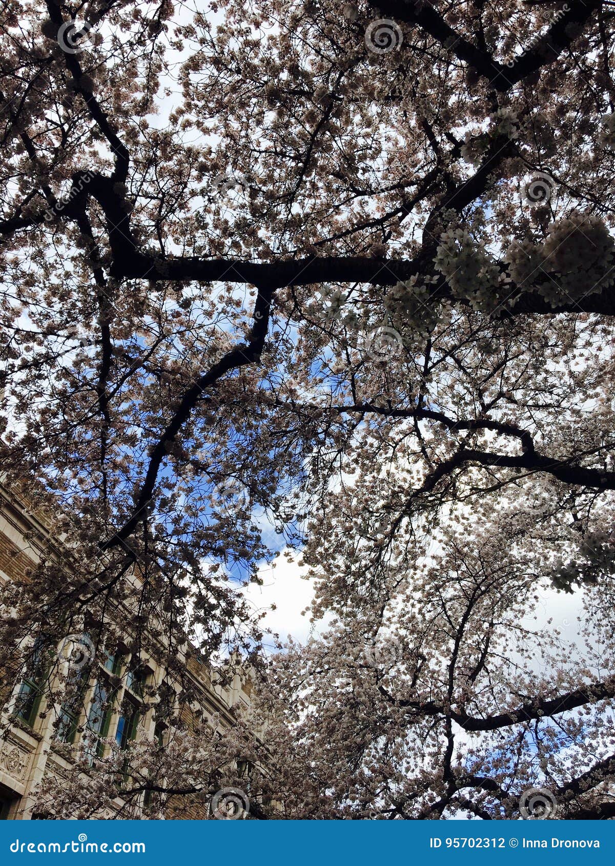 Spring time stock photo. Image of time, cherry, trees - 95702312