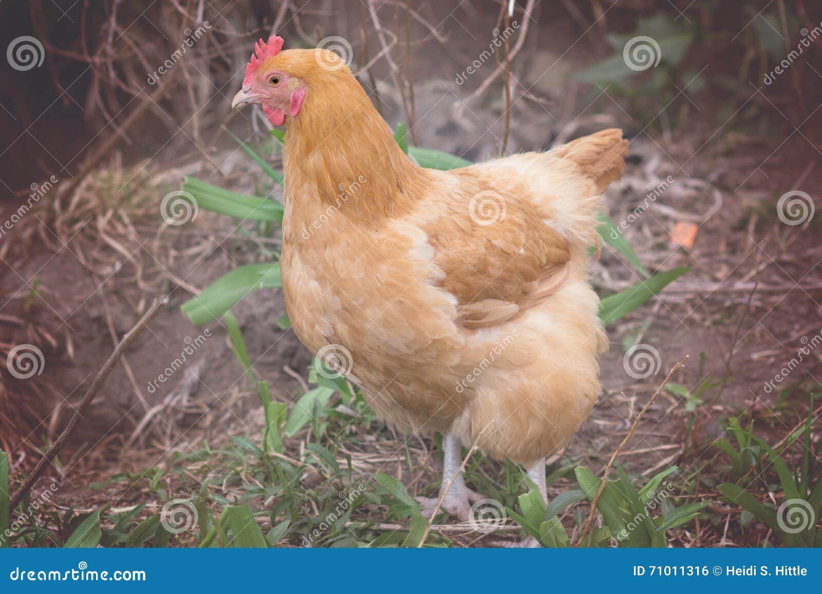Spring time chicken. stock photo. Image of spring, farmlife - 71011316