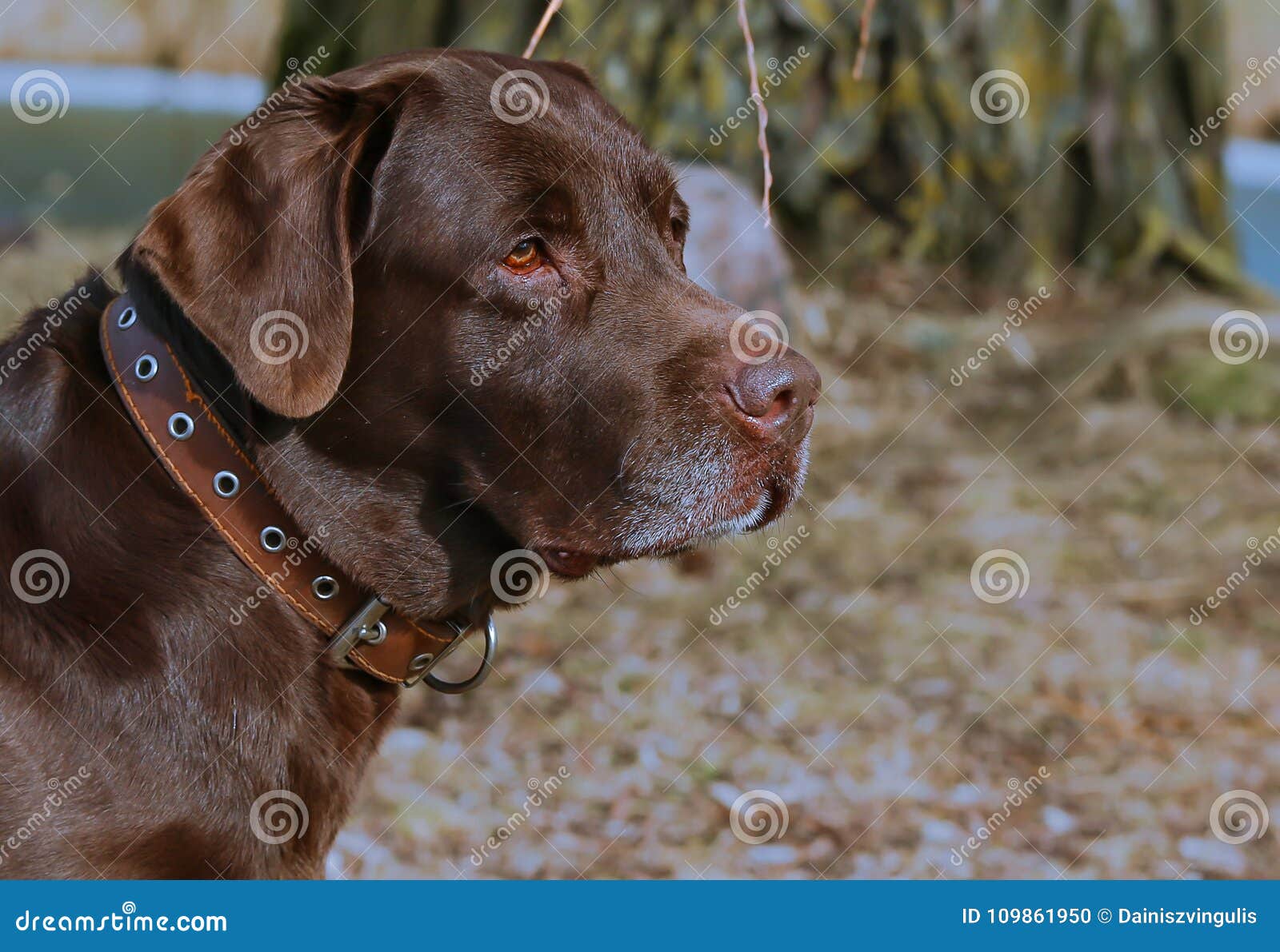 Spring Time and Chocolate Labrador Stock Photo - Image of spring, solid ...