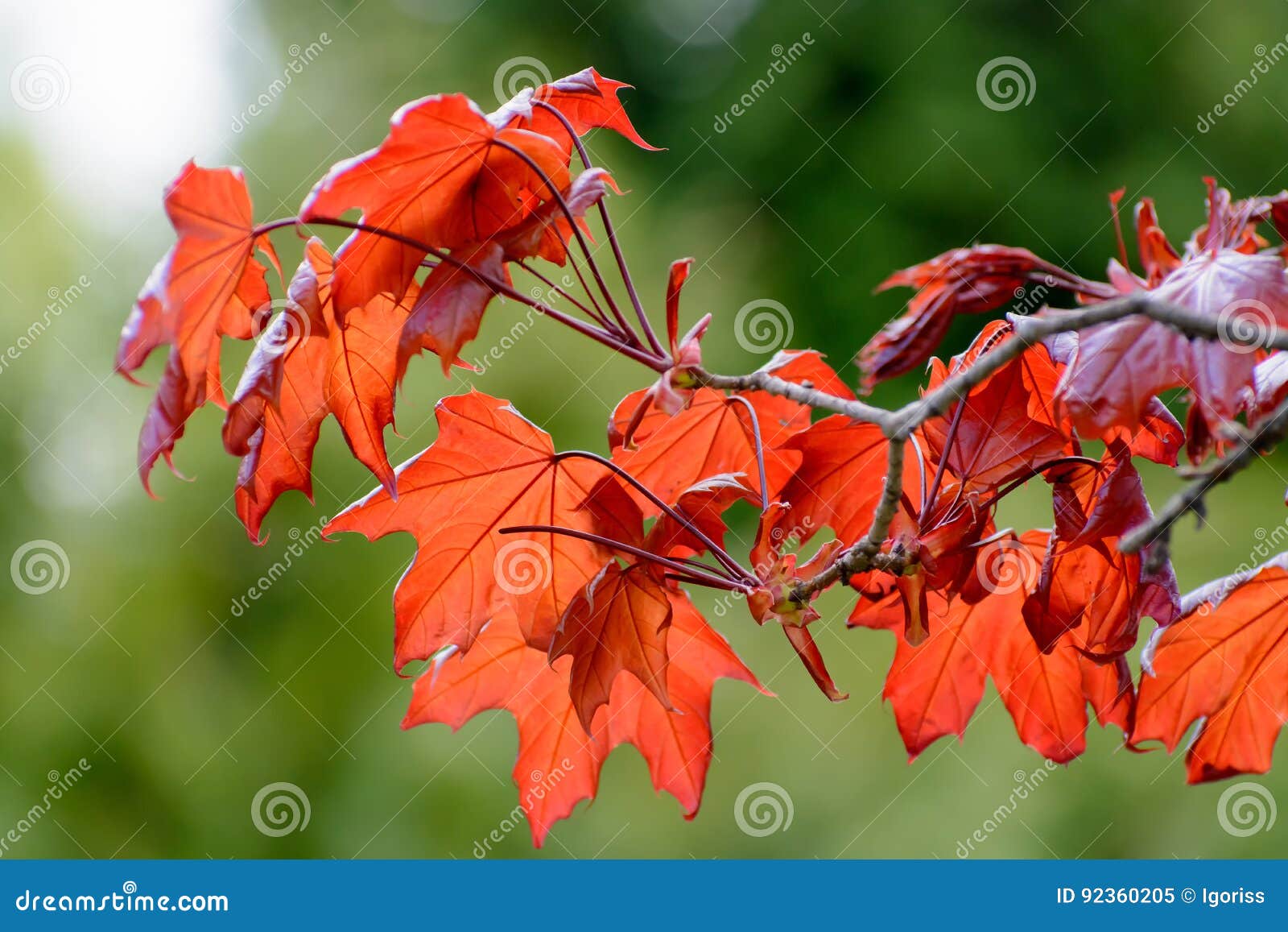 Spring Time Colorful Background. Red Maple Tree Branch with Red Leaves ...