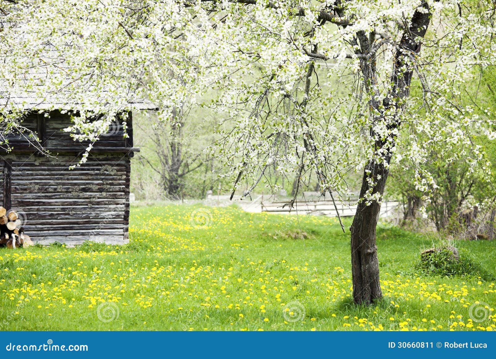 Spring Time at Country Side Stock Image - Image of bliss, branch: 30660811