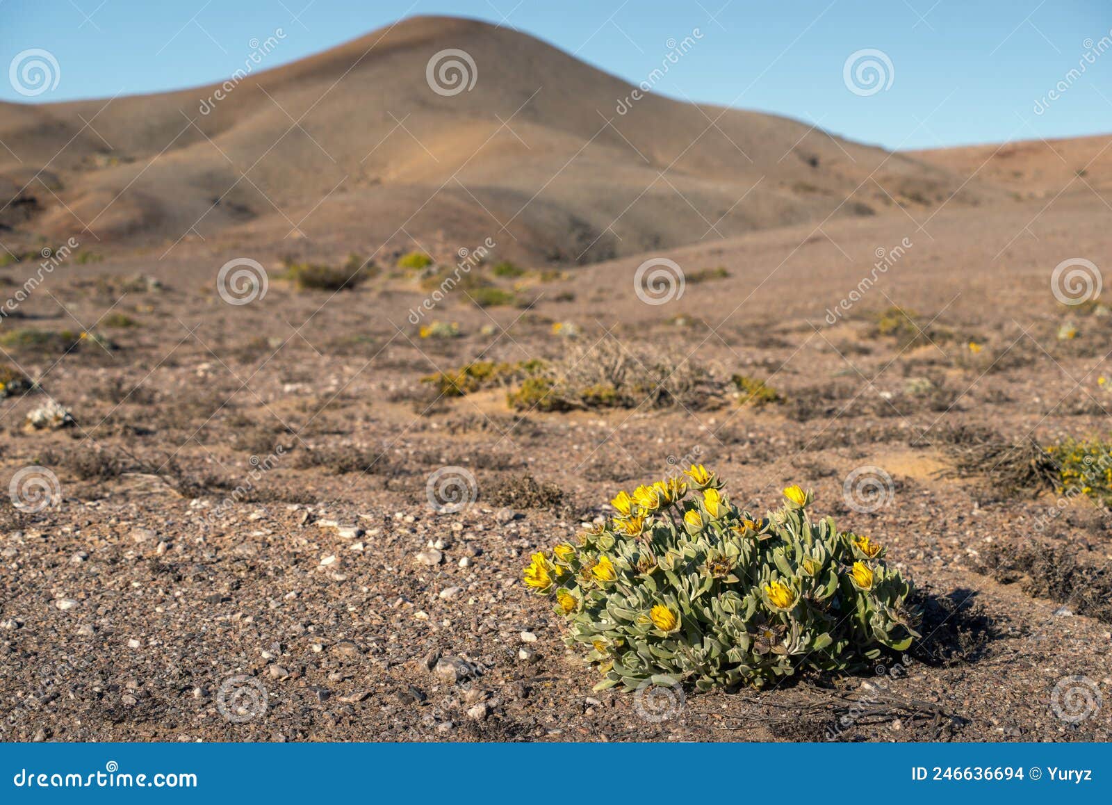 Spring time in desert stock photo. Image of ground, landscape - 246636694