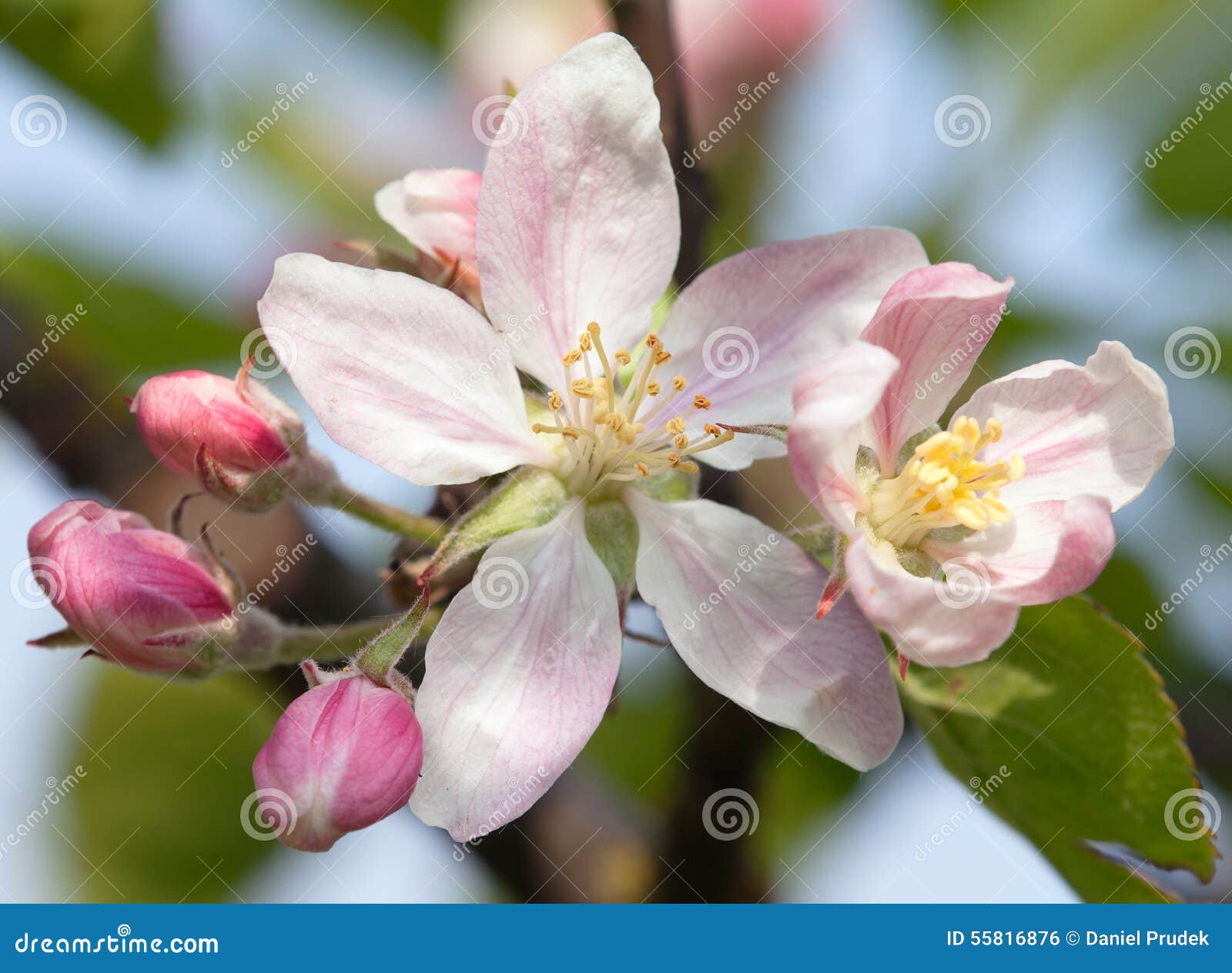 Spring Time Detail of Flower of Apple Tree Stock Photo - Image of apple ...