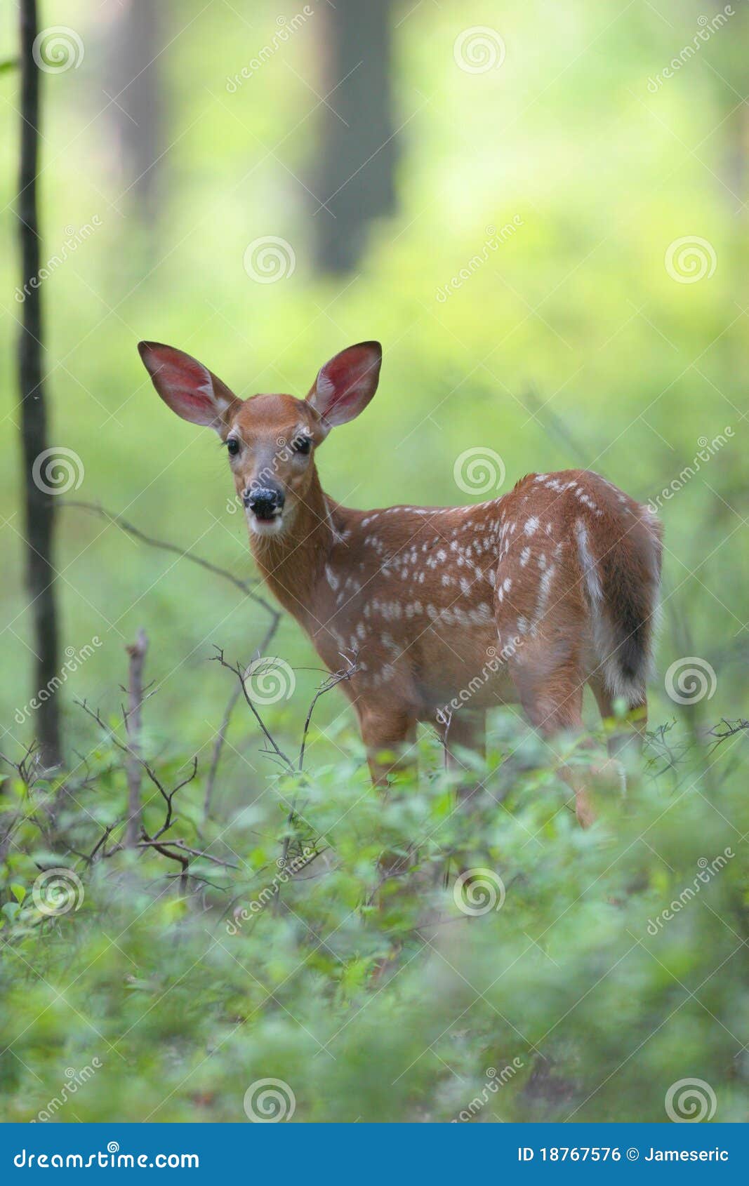 Spring Time Fawn stock photo. Image of animal, whitetail - 18767576