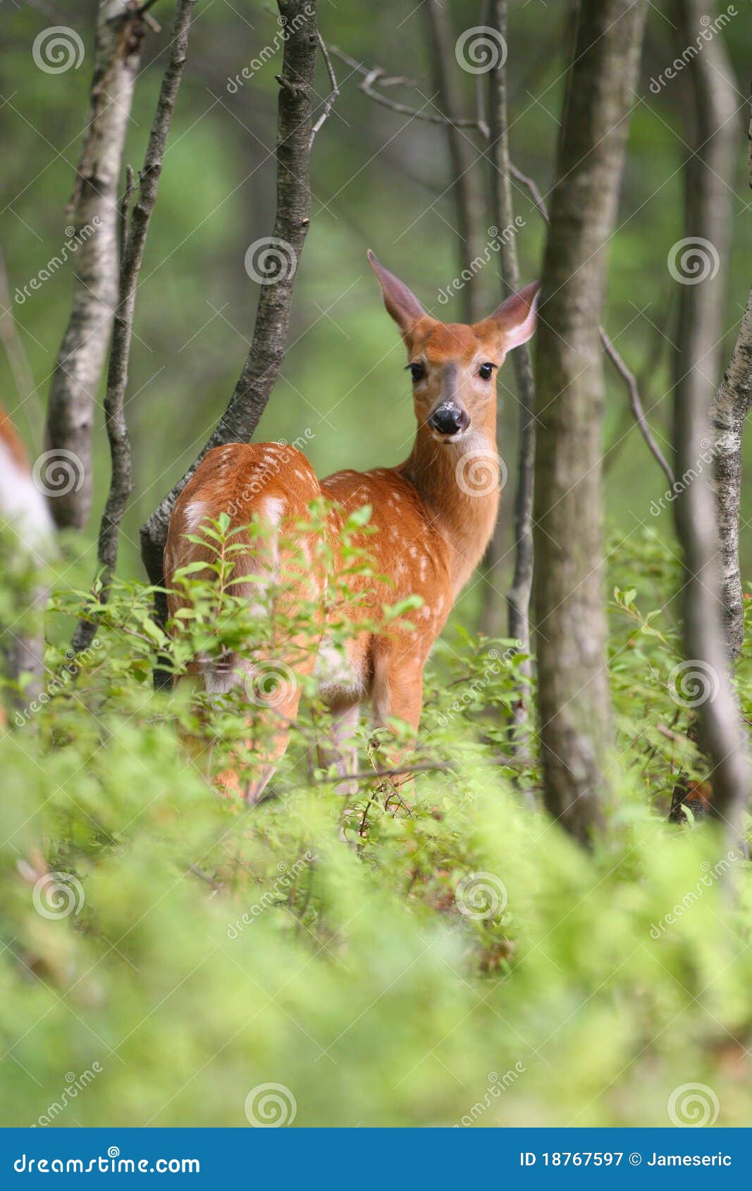 Spring Time Fawn stock image. Image of baby, fawn, life - 18767597
