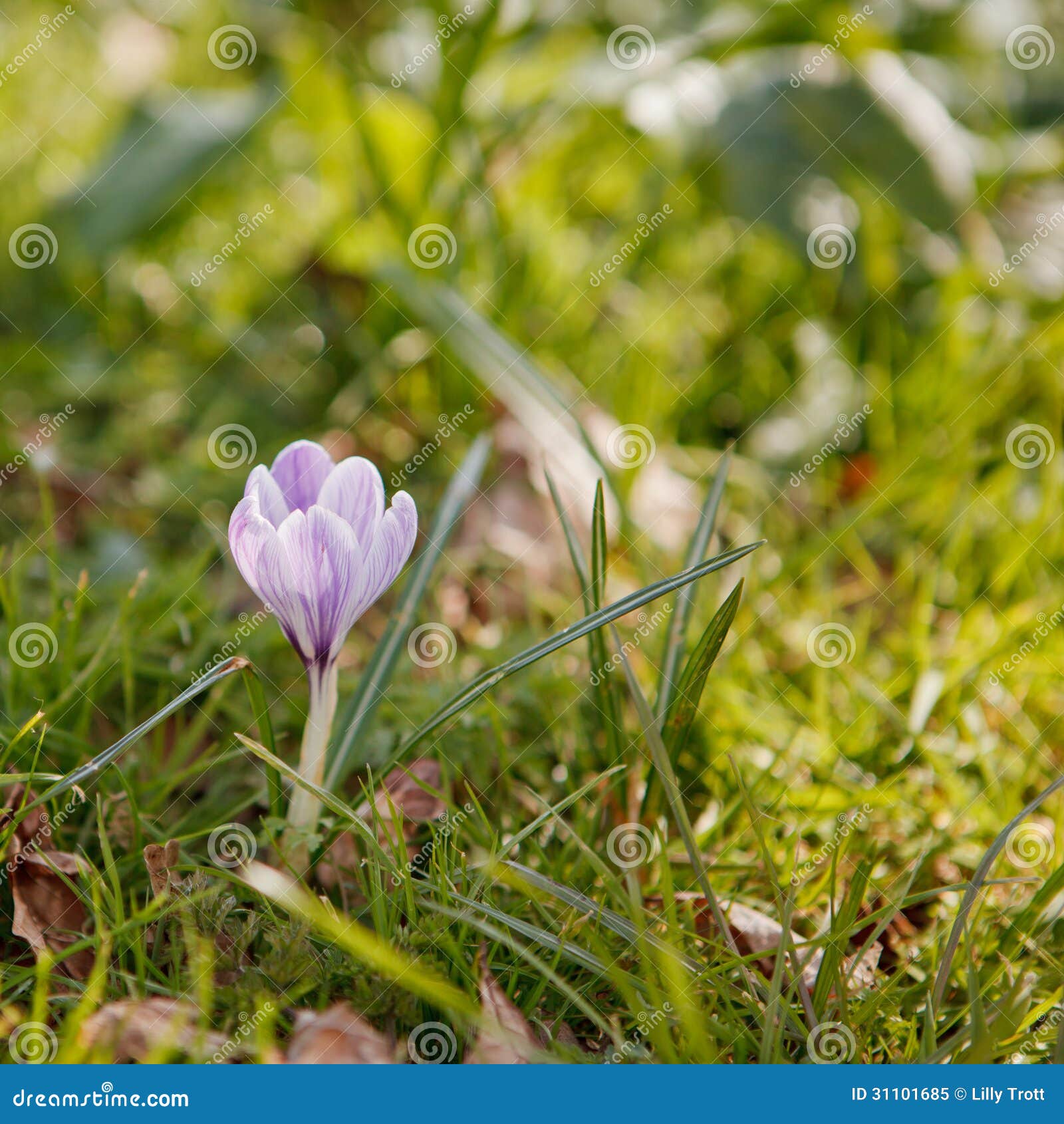 Spring Time, First Flowers: Crocus Stock Image - Image of leaf, magenta ...