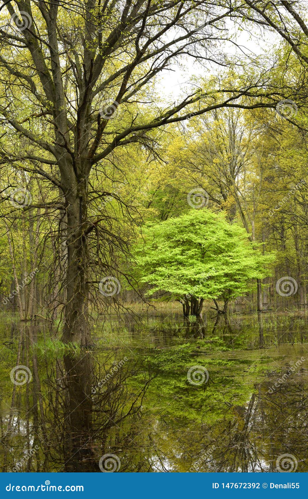 Spring Time in Flooded Forest Stock Photo - Image of leaves, spring ...