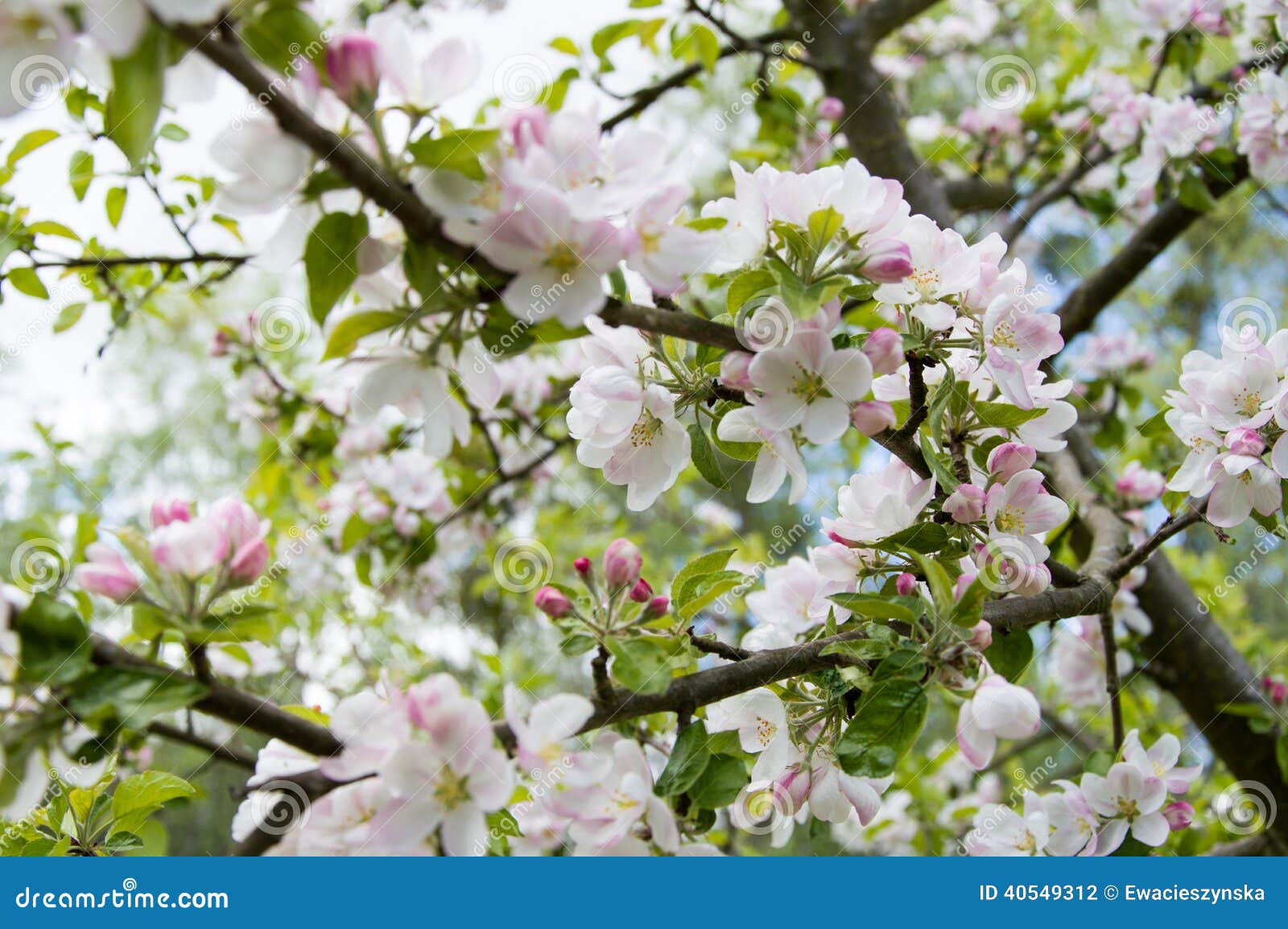 Spring Time -flowering Apple Tree Stock Photo - Image of leaves ...