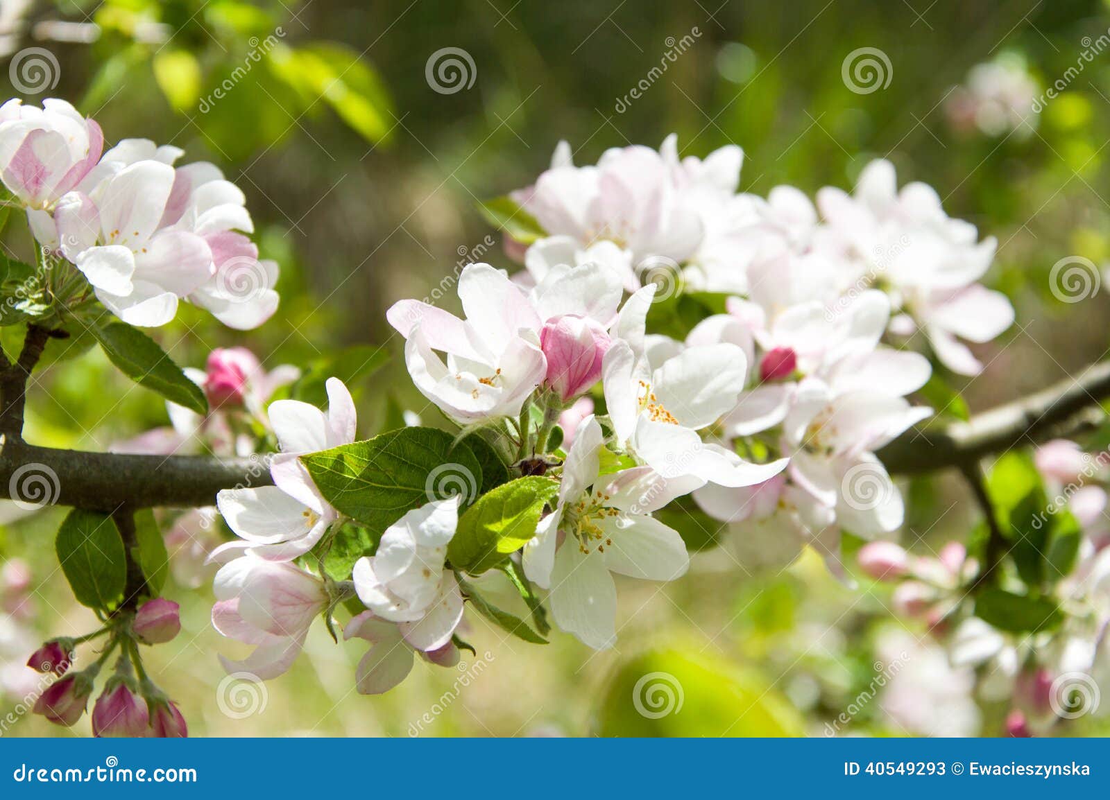 Spring Time -flowering Apple Tree Stock Image - Image of garden, time ...