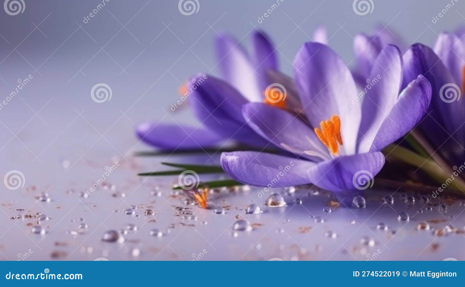 Spring Time Flowers, Crocus Background Stock Illustration ...