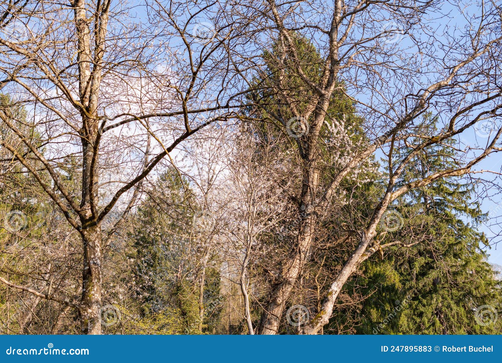 Spring Time in a Forest in Schaan in Liechtenstein Stock Image - Image ...