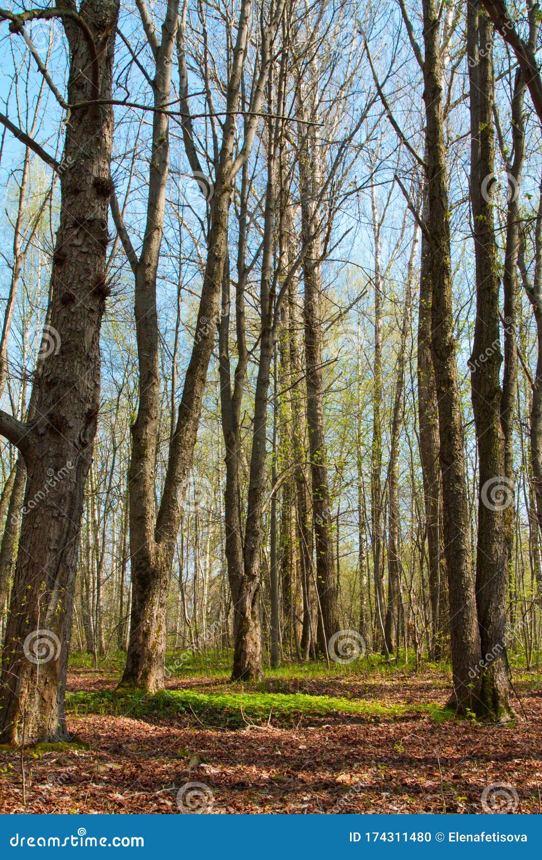 Spring Time in a Forest. Sunny Spring Forest Stock Photo - Image of ...