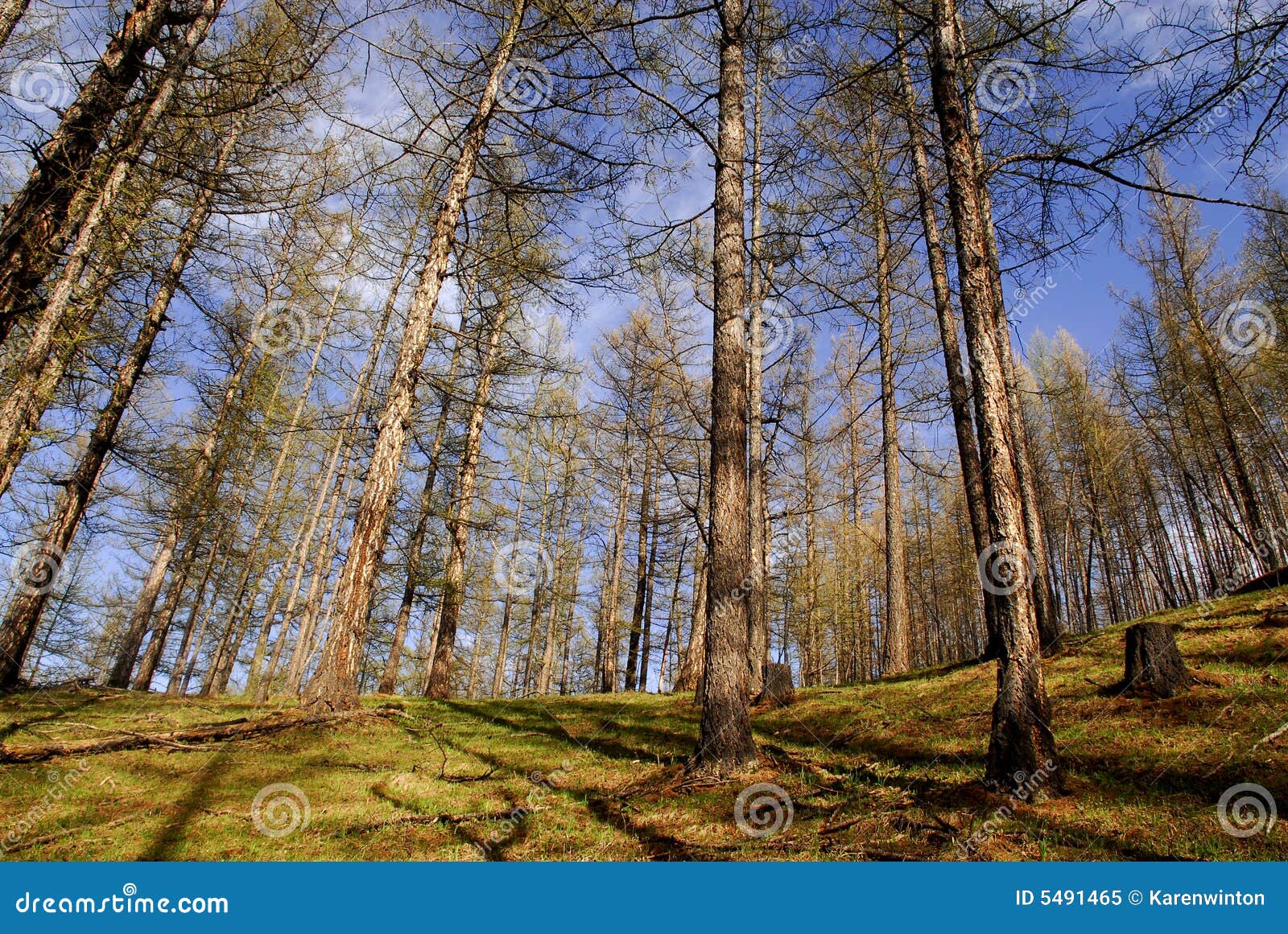 Spring Time Forests, Mongolia Stock Image - Image of trees, tourism ...