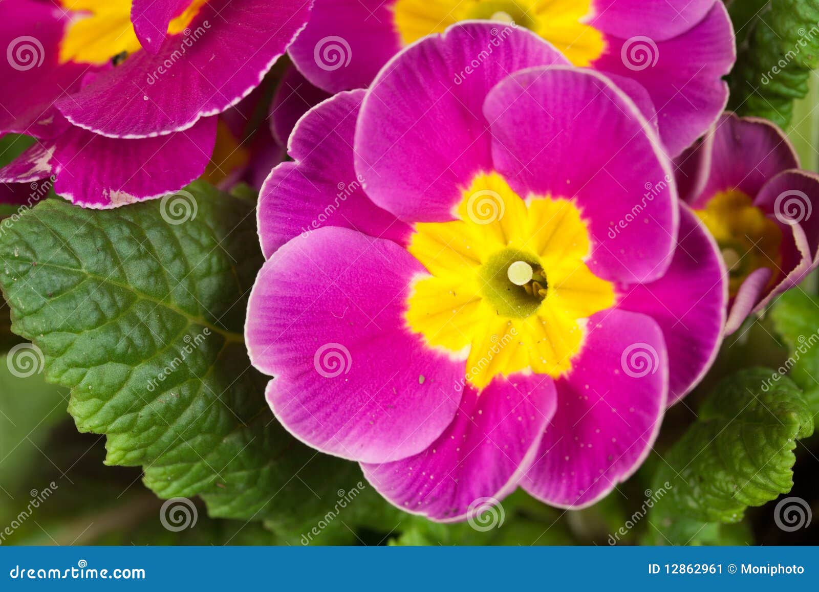 Spring Time,Fresh,Wet Purple Primrose Stock Image - Image of decorative ...