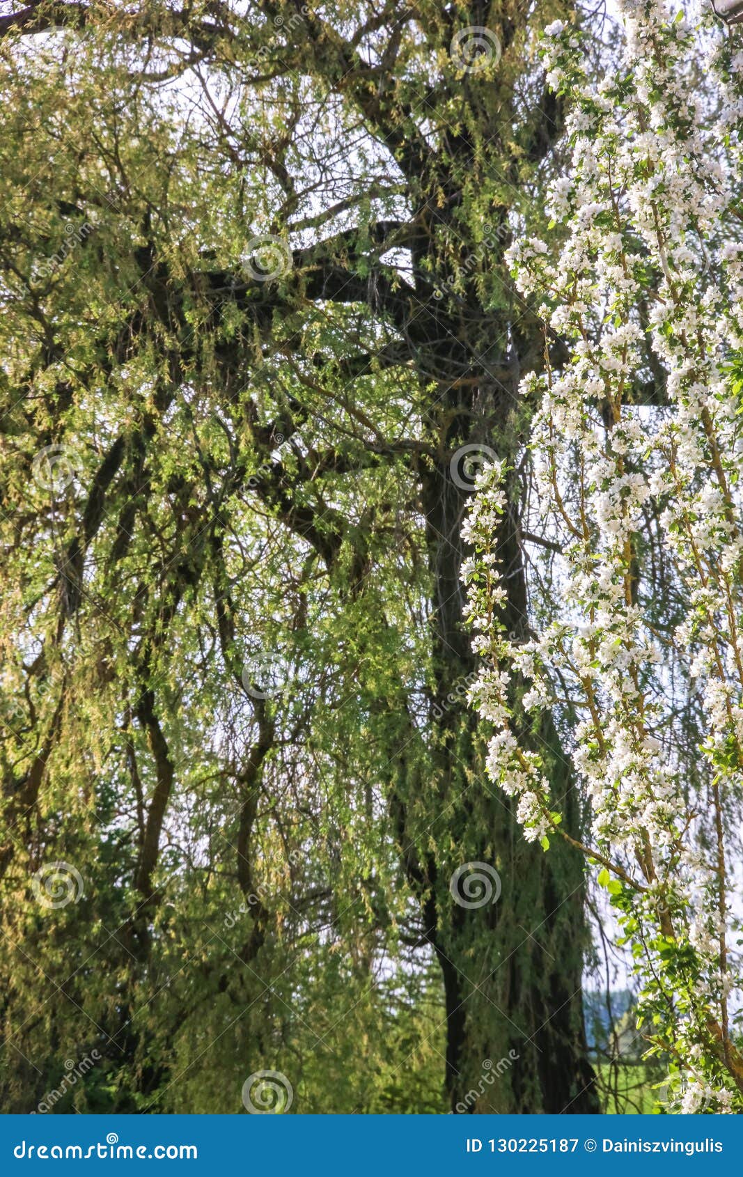 A Large Willow / Weeping Willow Tree By The Water In A Nature Park In ...