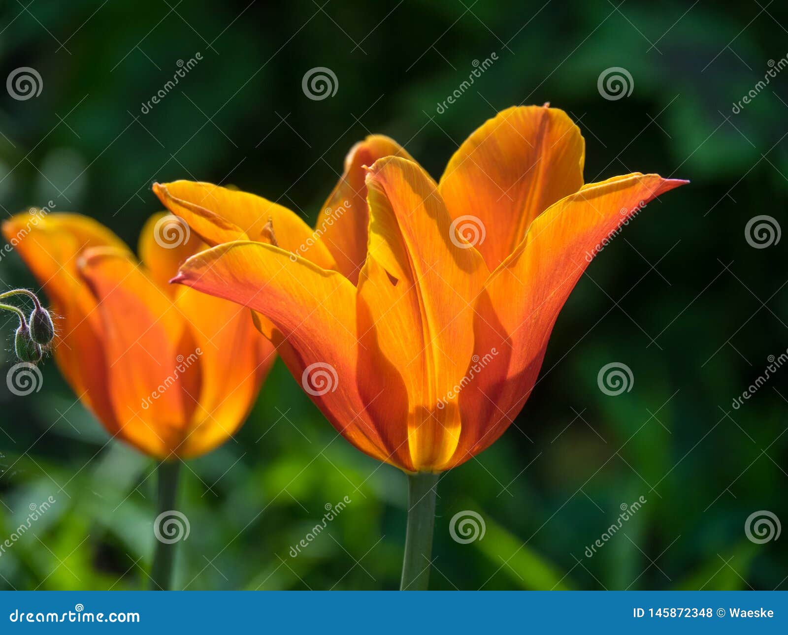 Spring Time in a German Garden Stock Photo - Image of muensterland ...