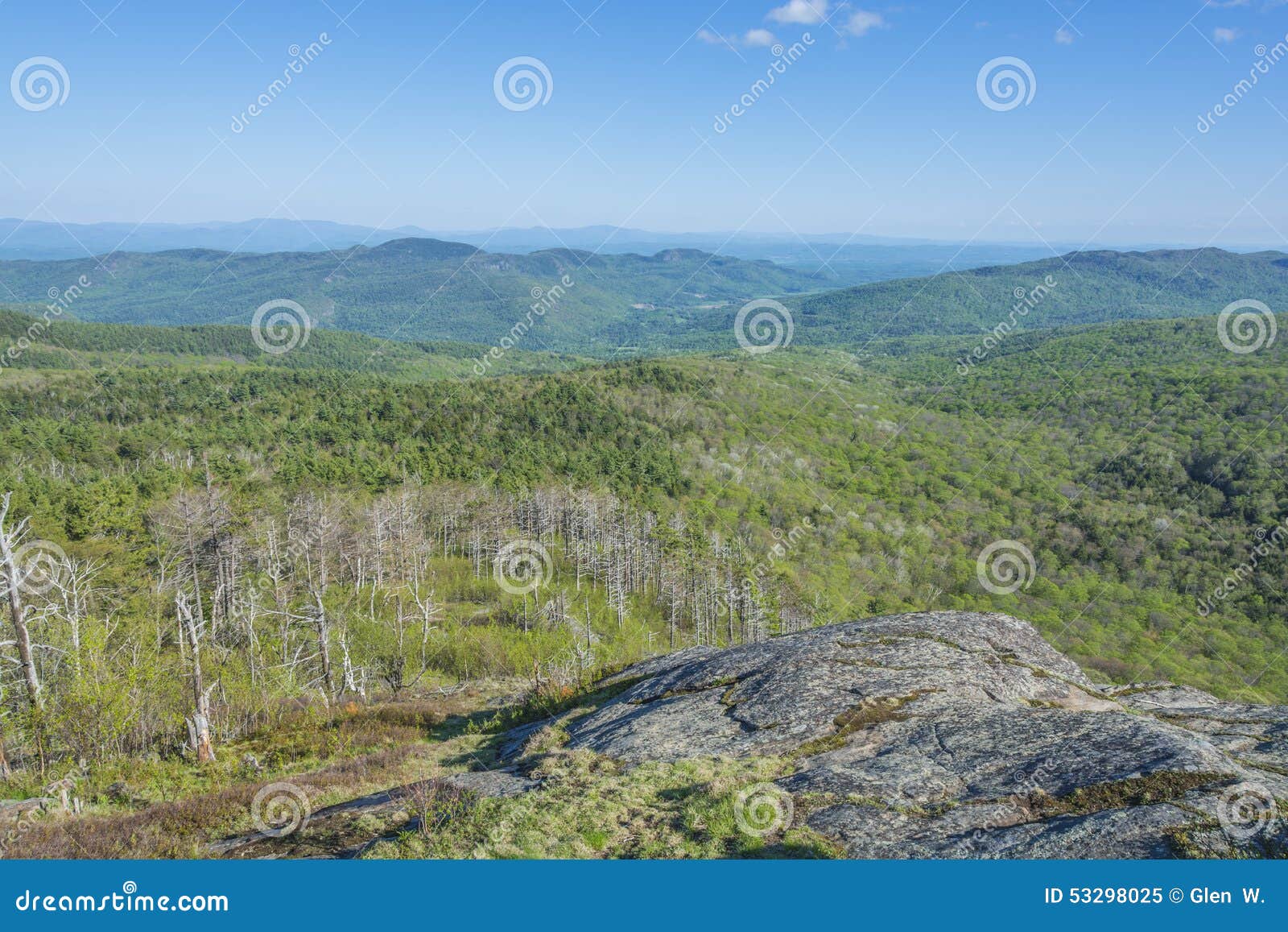 Shades of Green during Spring in the Adirondacks Stock Image - Image of ...