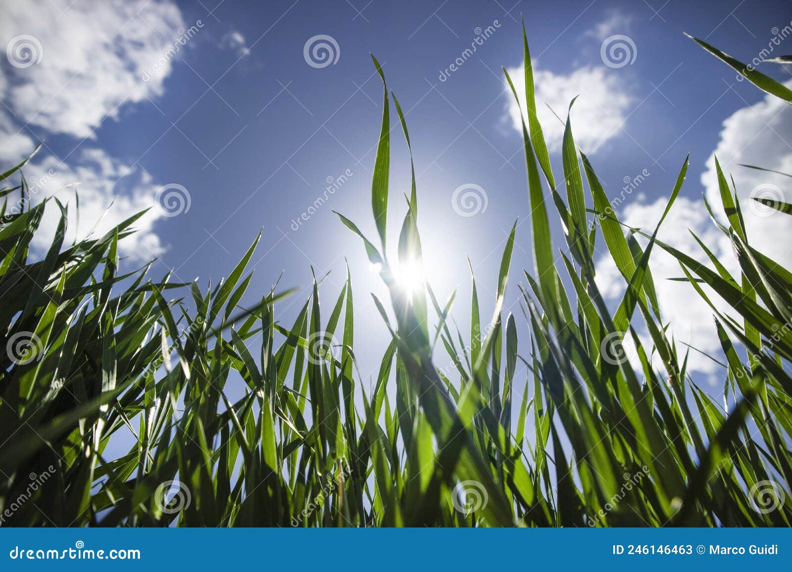 Spring Time Green Wheat Seen from Below Stock Image - Image of ...