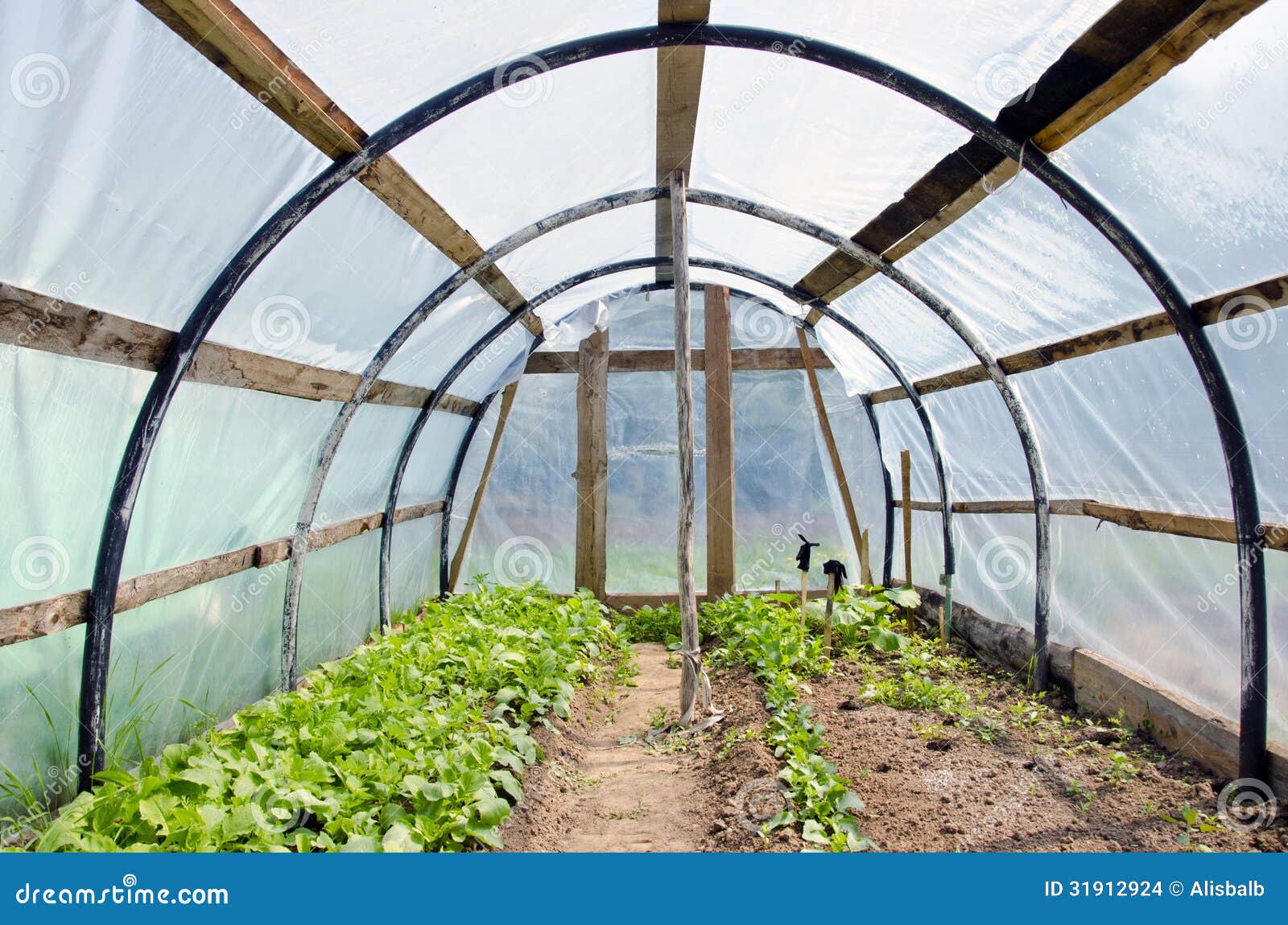 Spring Time Greenhouse with Radish Sprouts Stock Photo - Image of ...