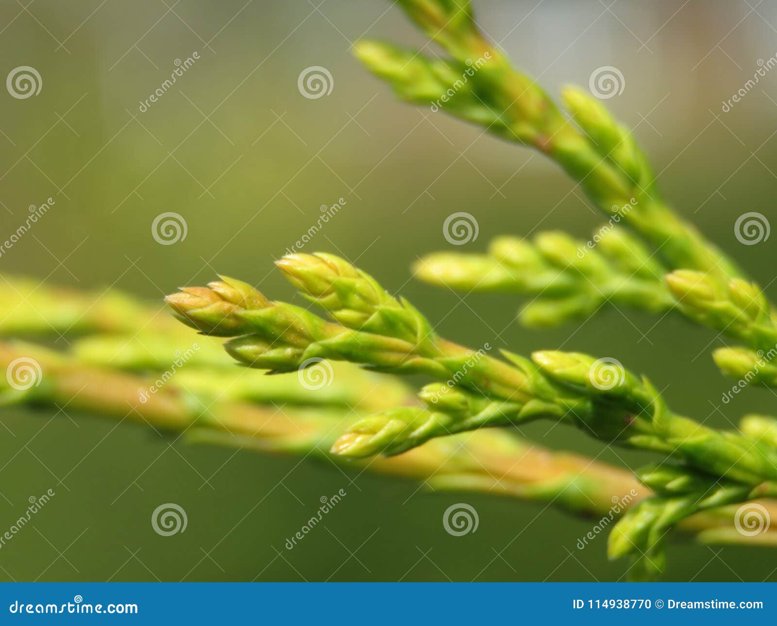 Spring Time Growing Flowers Stock Photo - Image of grow, great: 114938770