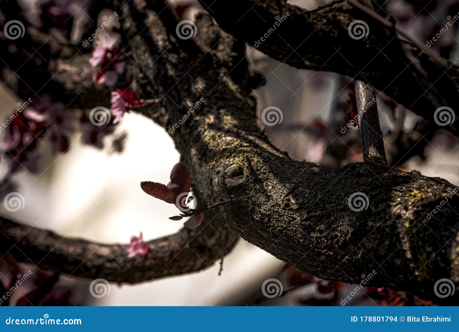 Spring time stock photo. Image of time, trees, nature - 178801794