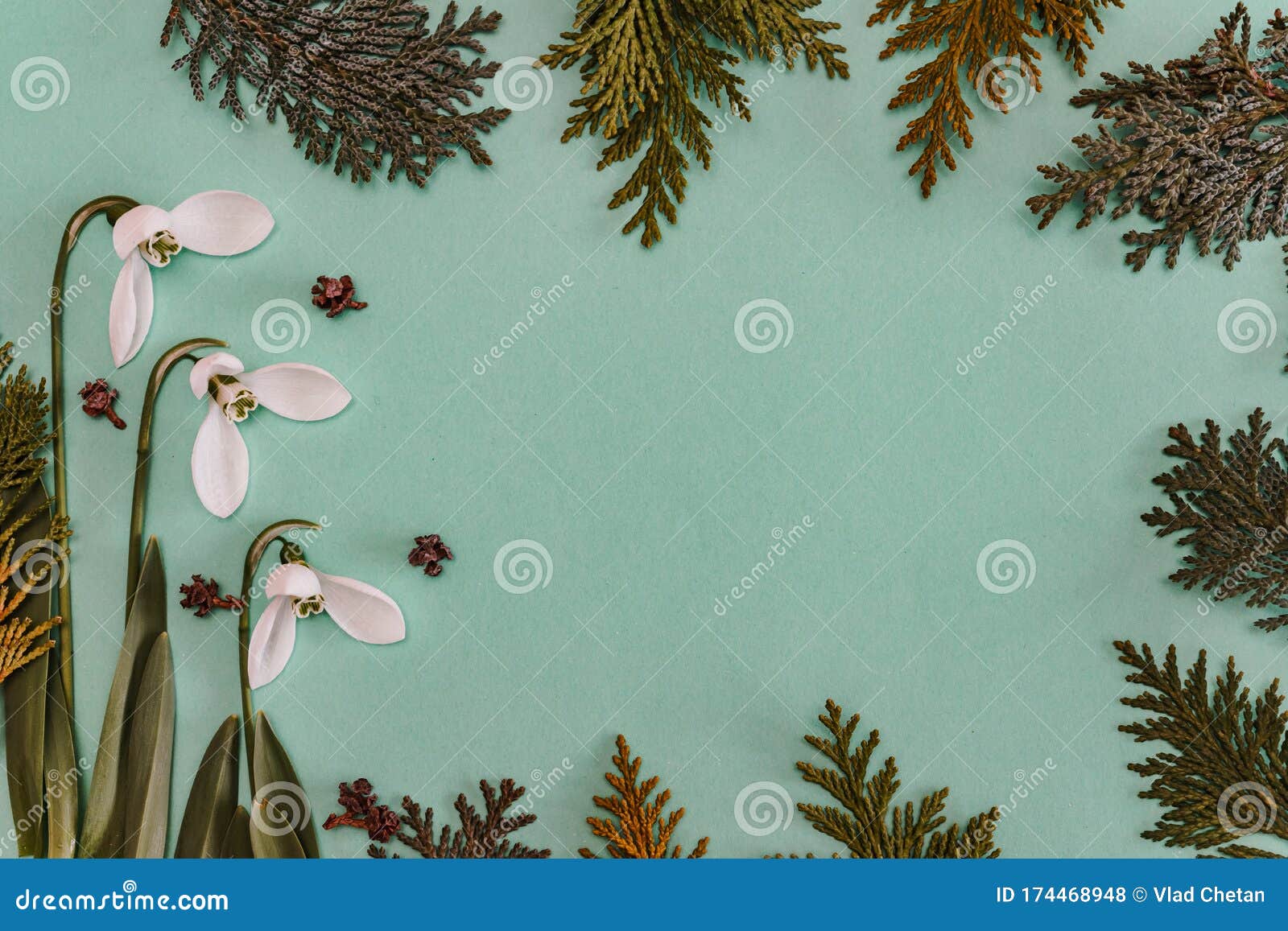 Spring Time, Increasing Position of Snowdrops on a Turquoise Background ...
