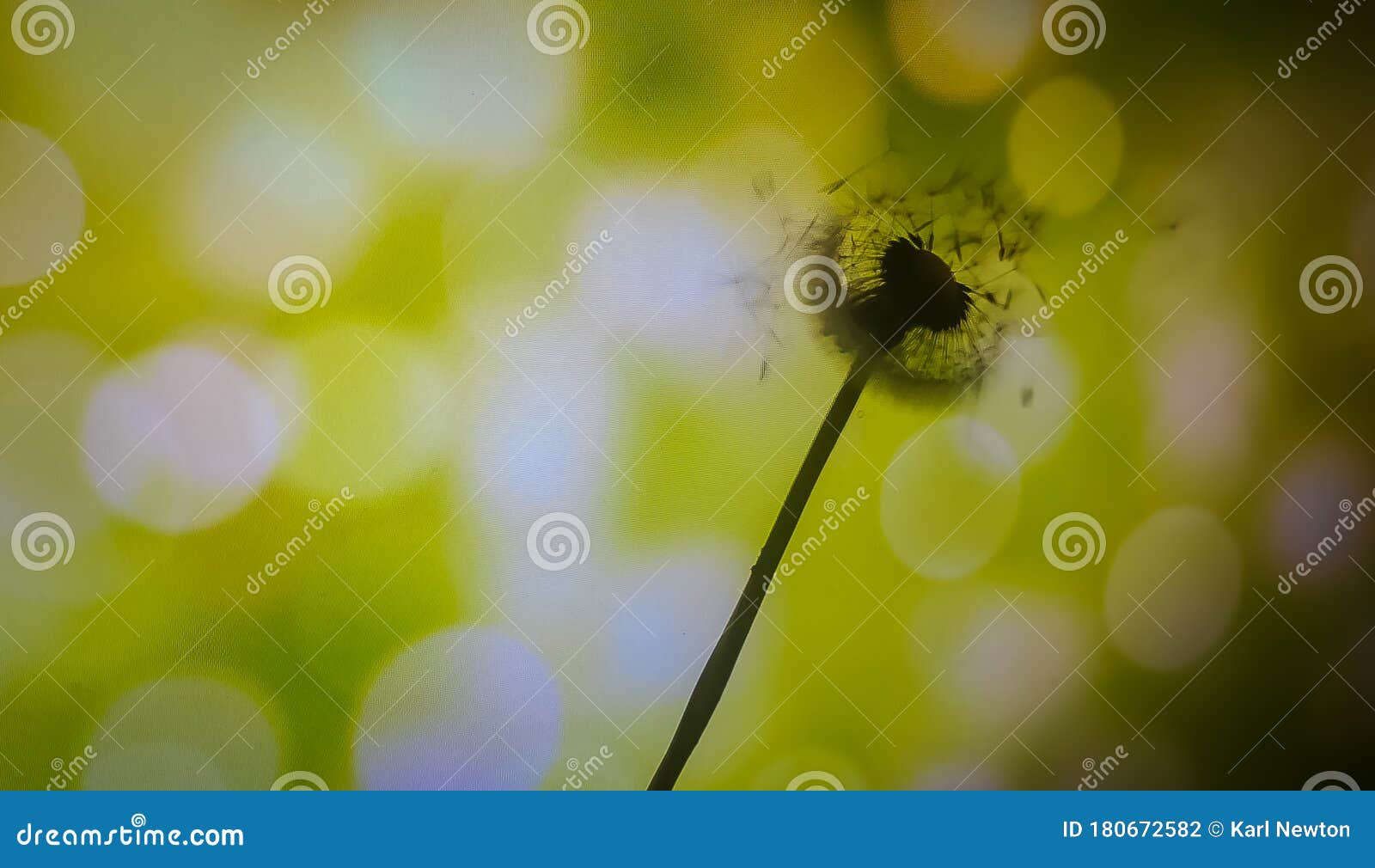 Spring Time Isolated Blowing in the Wind Stock Photo - Image of wind ...