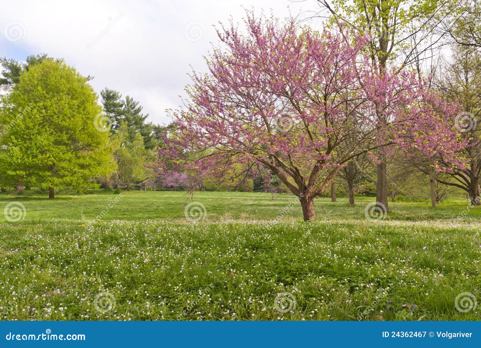 Spring time in Kentucky stock image. Image of natural - 24362467