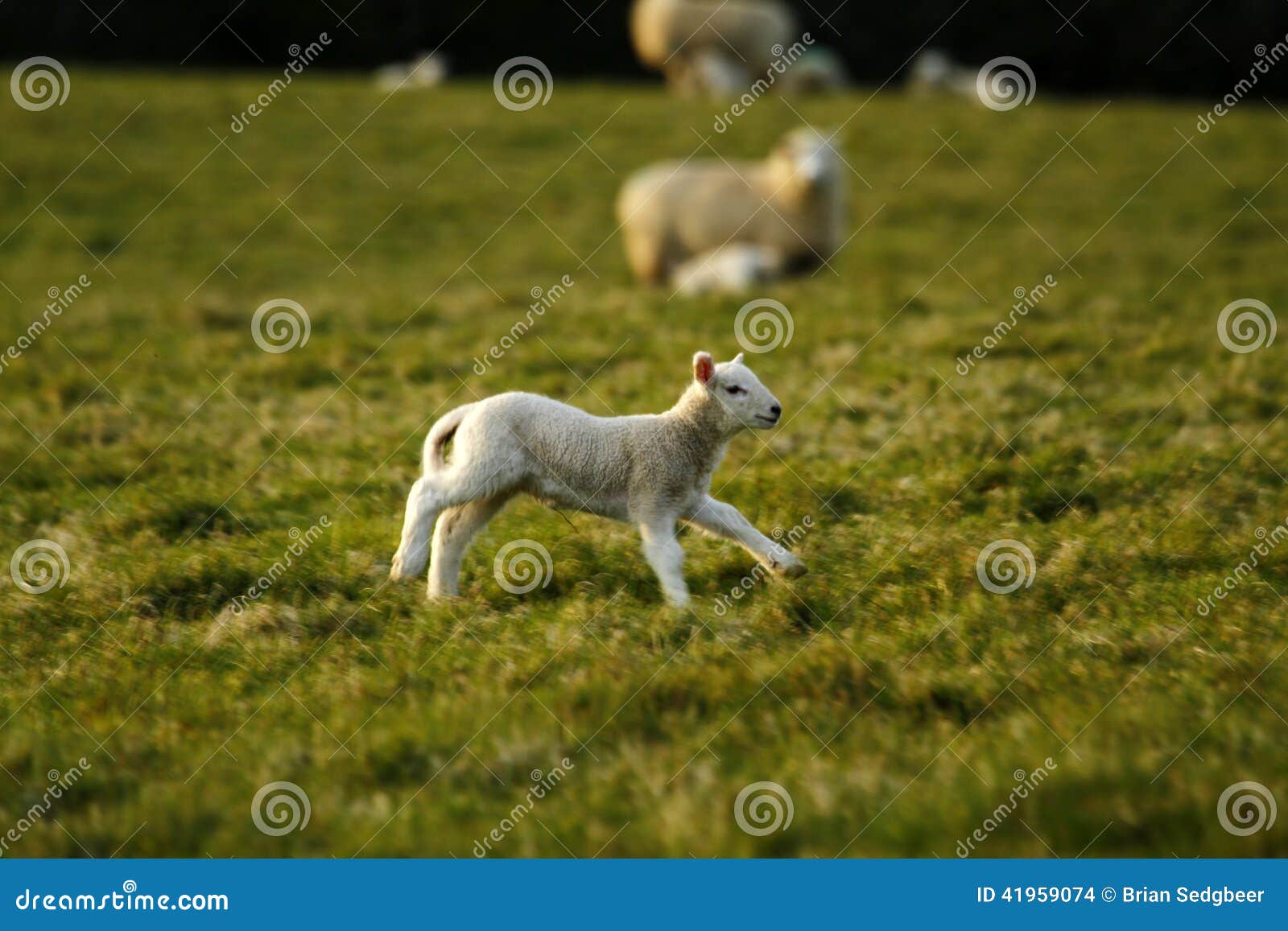 Spring Time Lamb stock photo. Image of solitary, grass - 41959074
