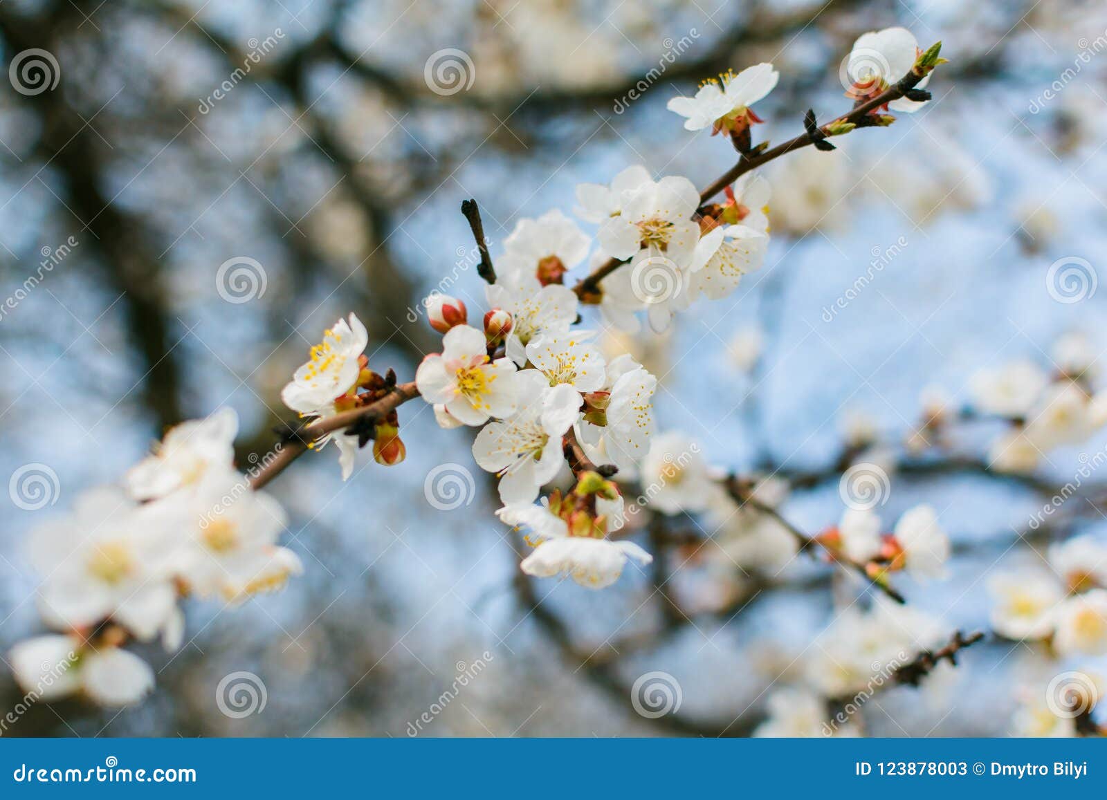 Spring is the time of life stock image. Image of lonely - 123878003