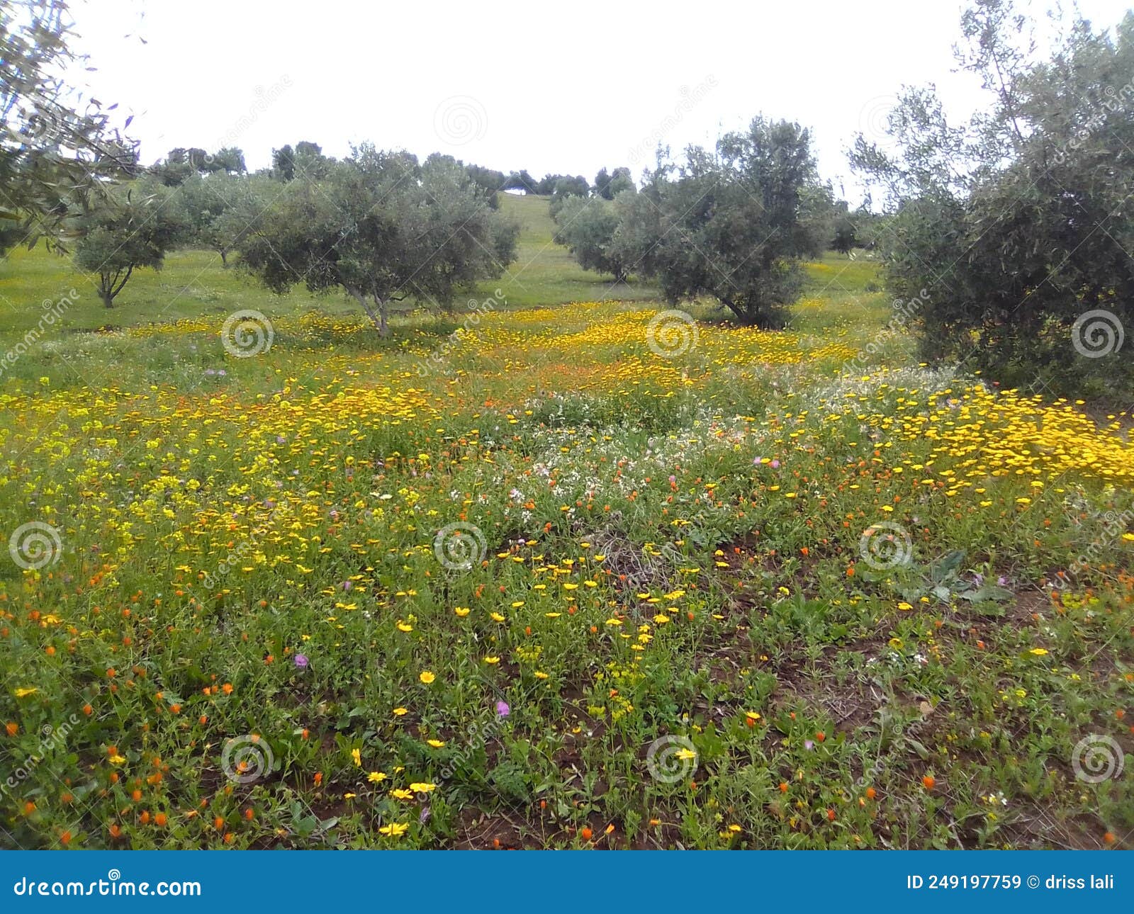 Spring Time with a Lot Flowers among Olive Trees Stock Image - Image of ...