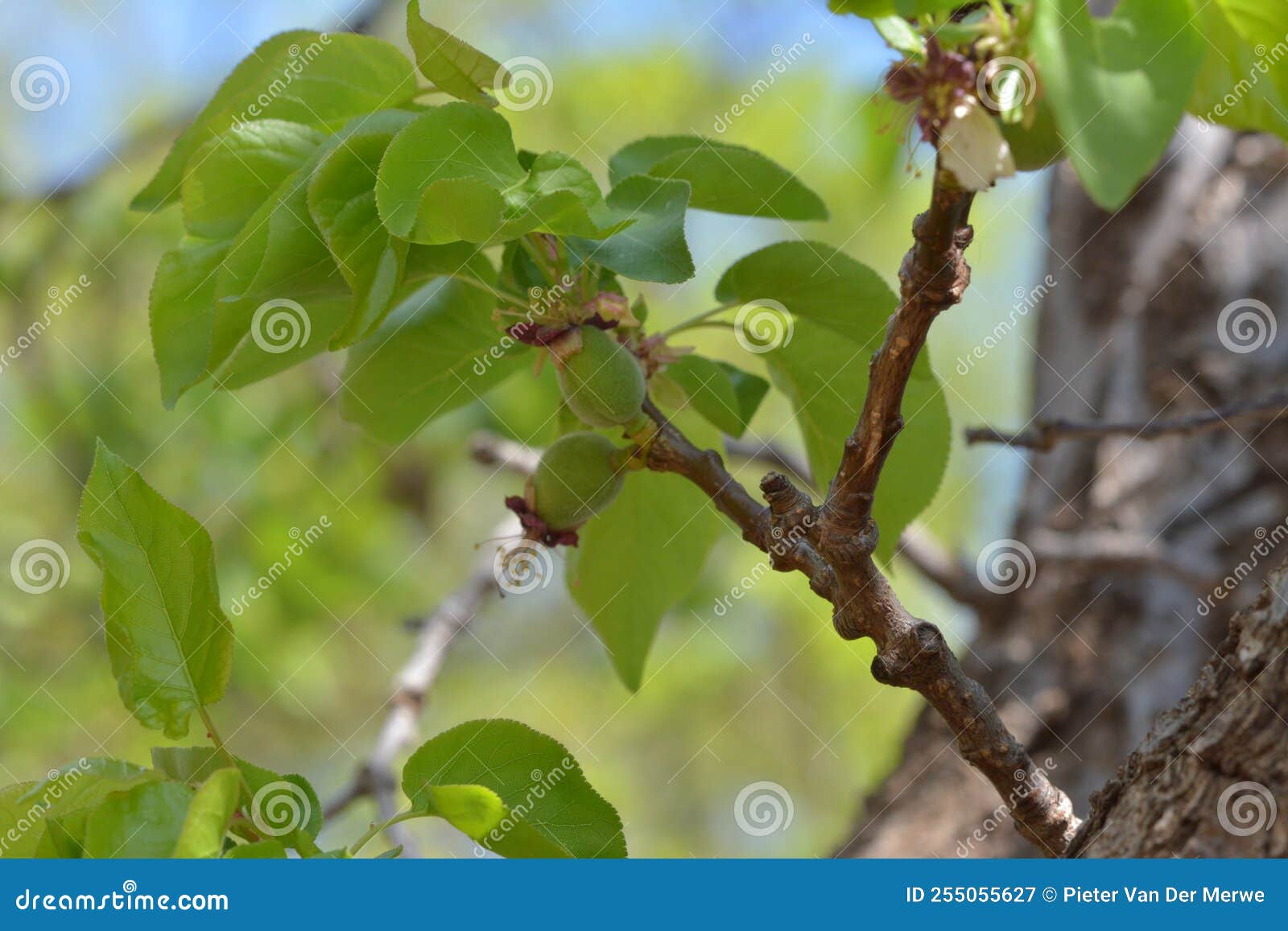 It is Spring Time the New Birth of Little Apricots. Stock Image - Image ...