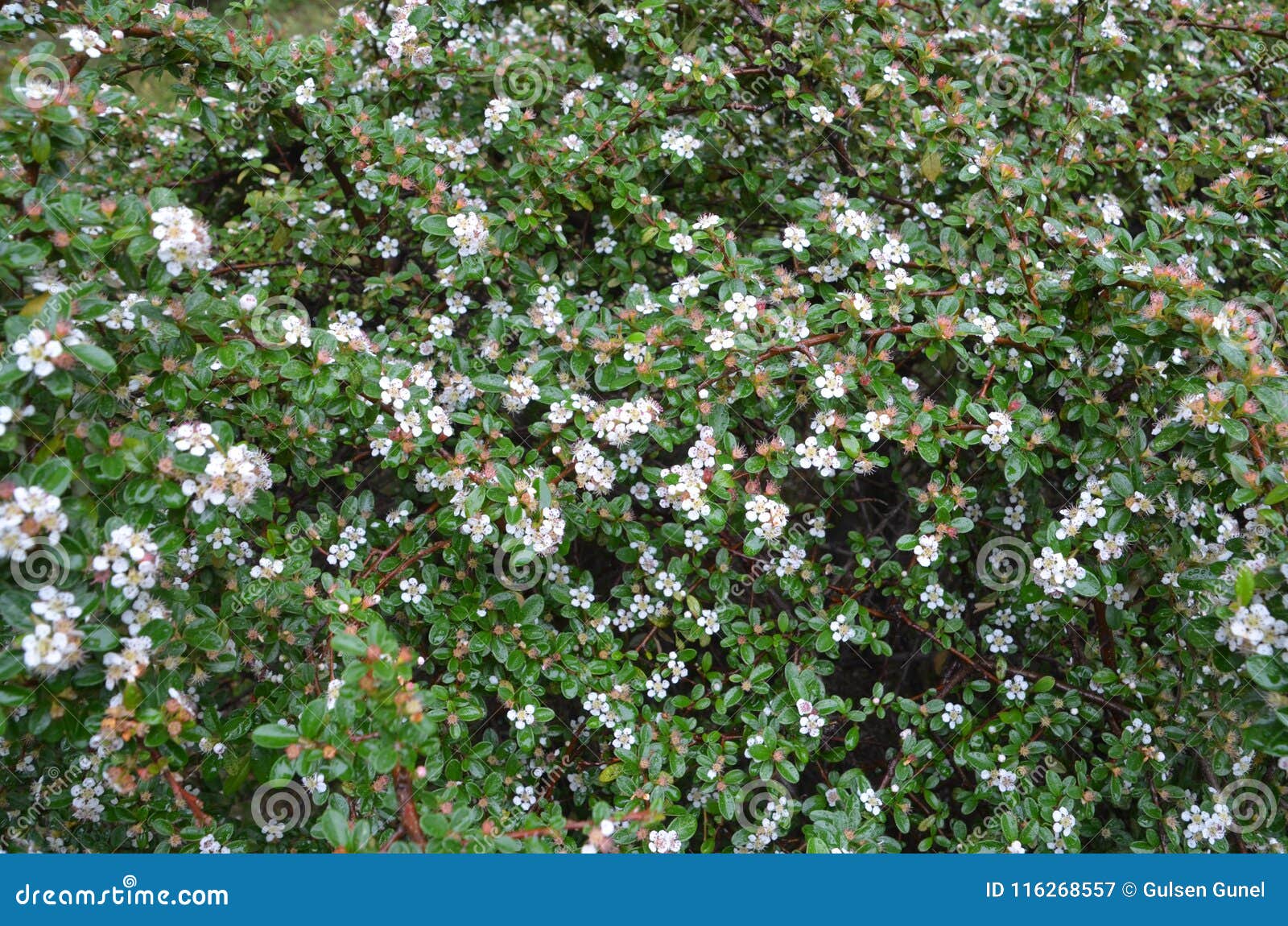Spring Time New White Flowers Stock Image - Image of health, natural ...